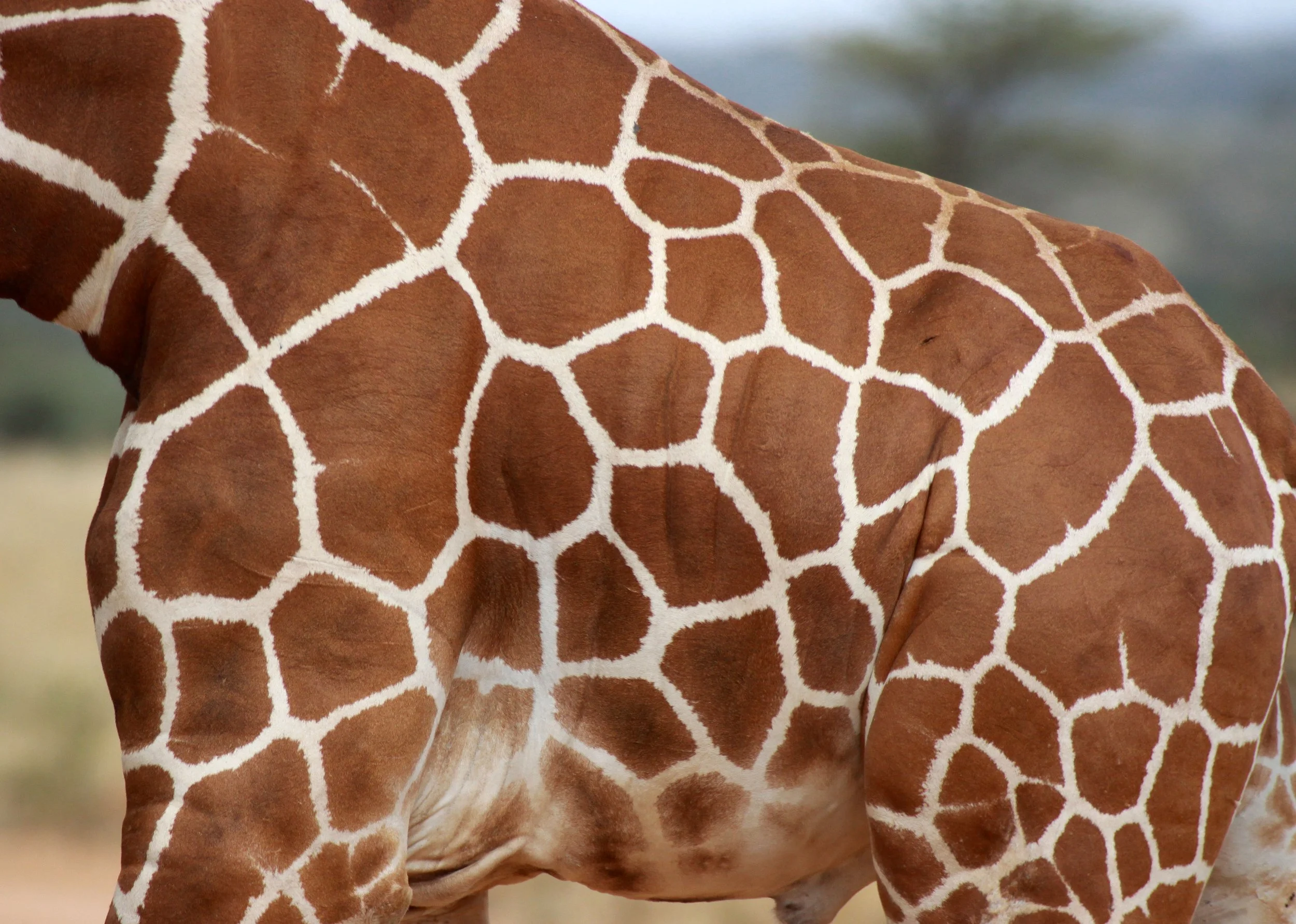 Order Mammalia — Coke Smith Wildlife