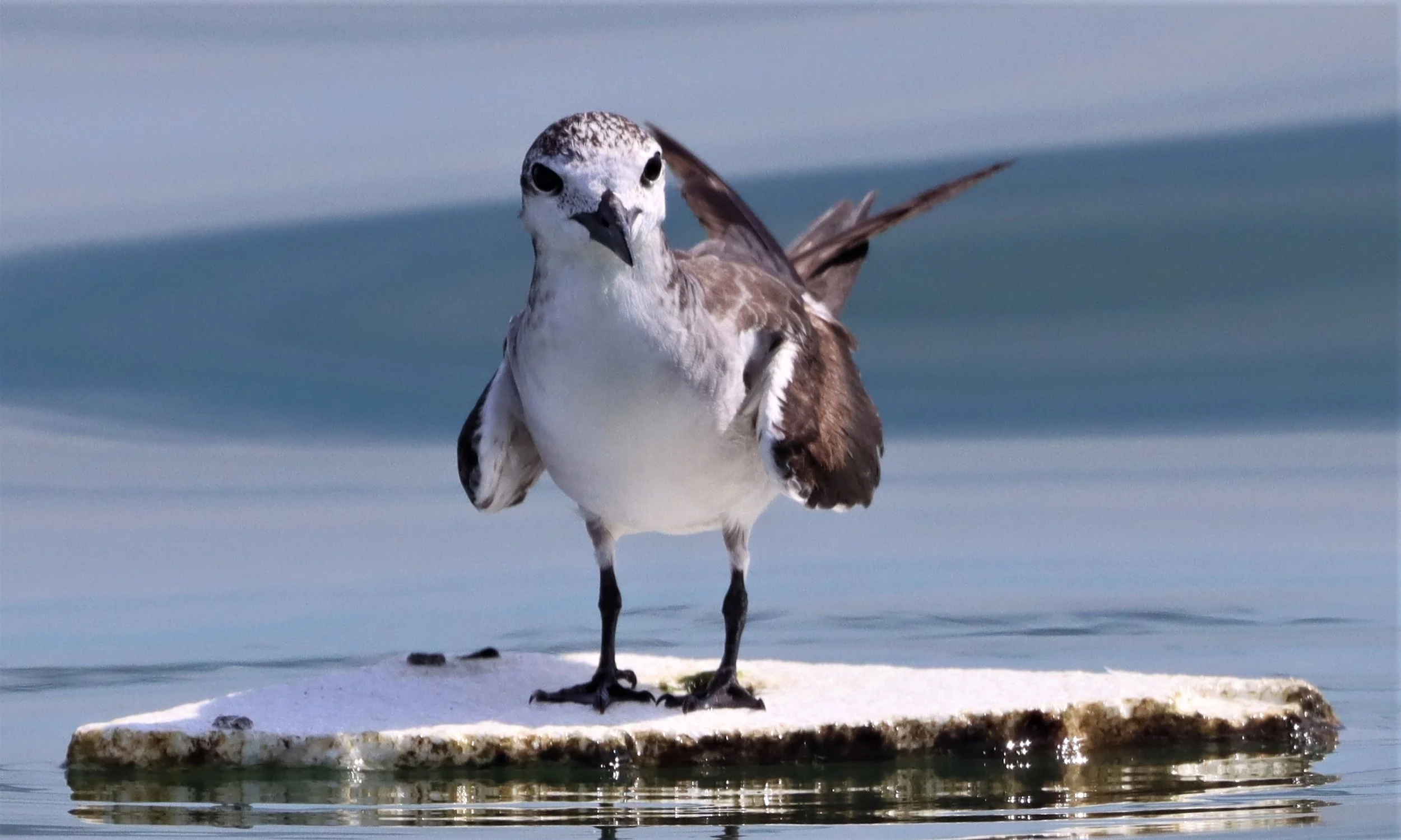 Bridled Tern (Onychoprion anaethetus) Thailand — Coke Smith Wildlife