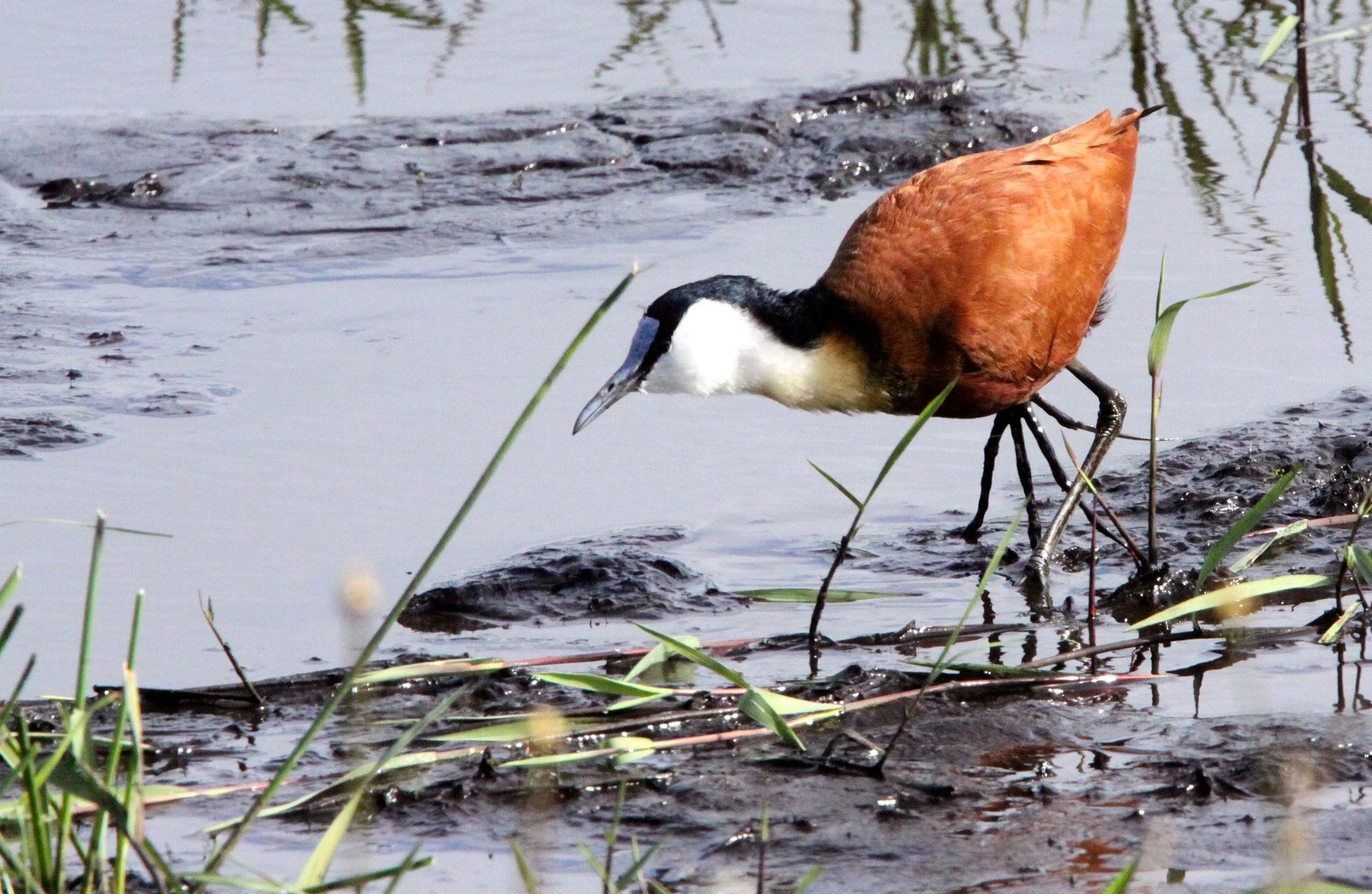 African Jacana (Actophilornis africanus) Southern Africa — Coke Smith ...