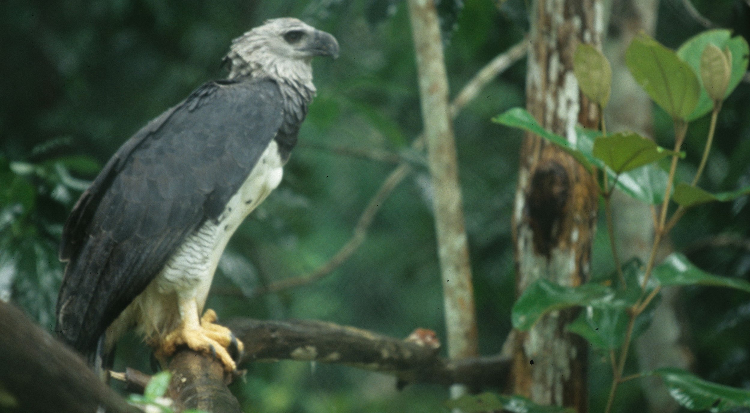 Harpy Eagle (Harpia harpyja) — Coke Smith Wildlife