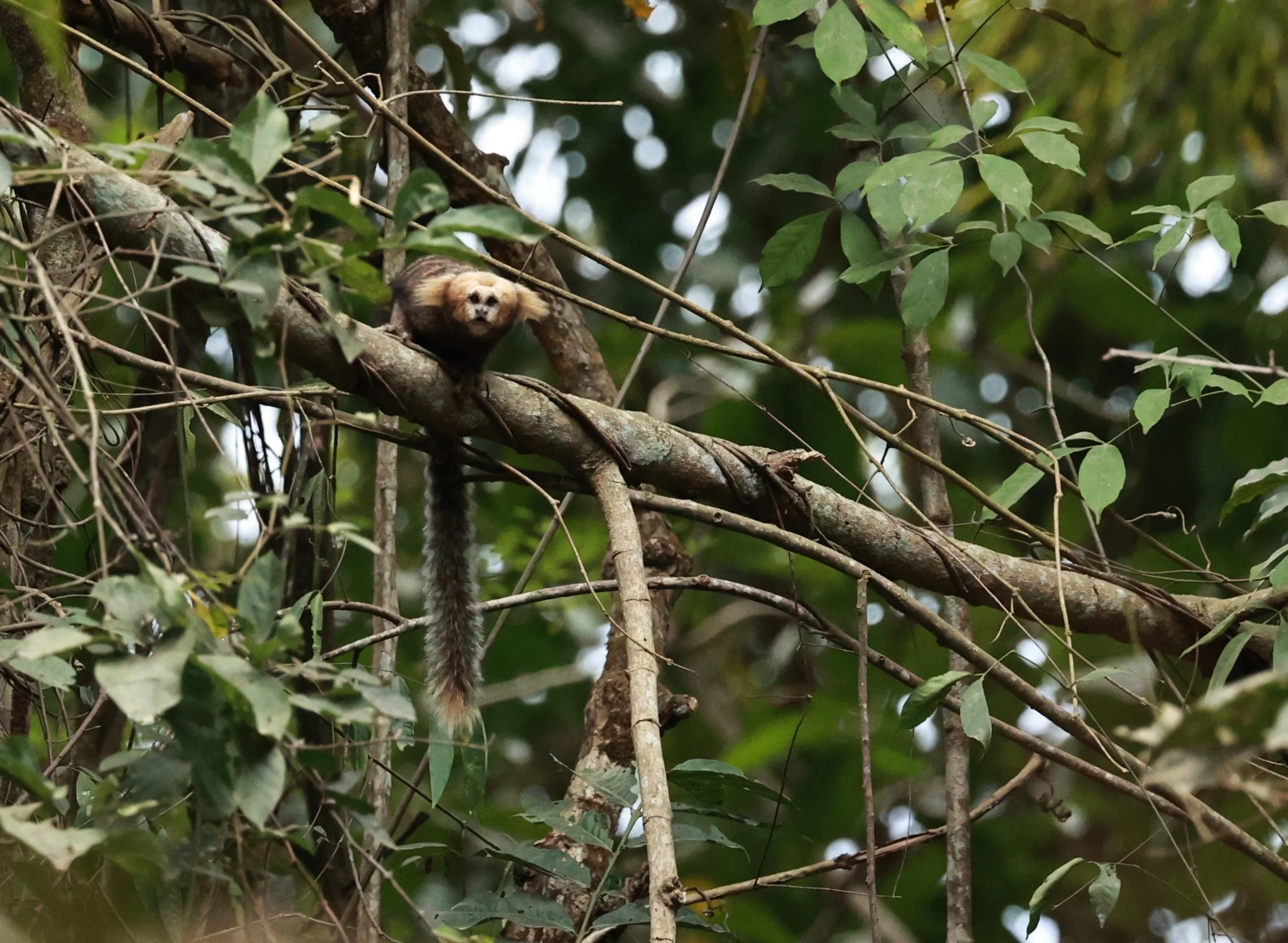 Buffy-headed Marmoset (Callithrix flaviceps) — Coke Smith Wildlife