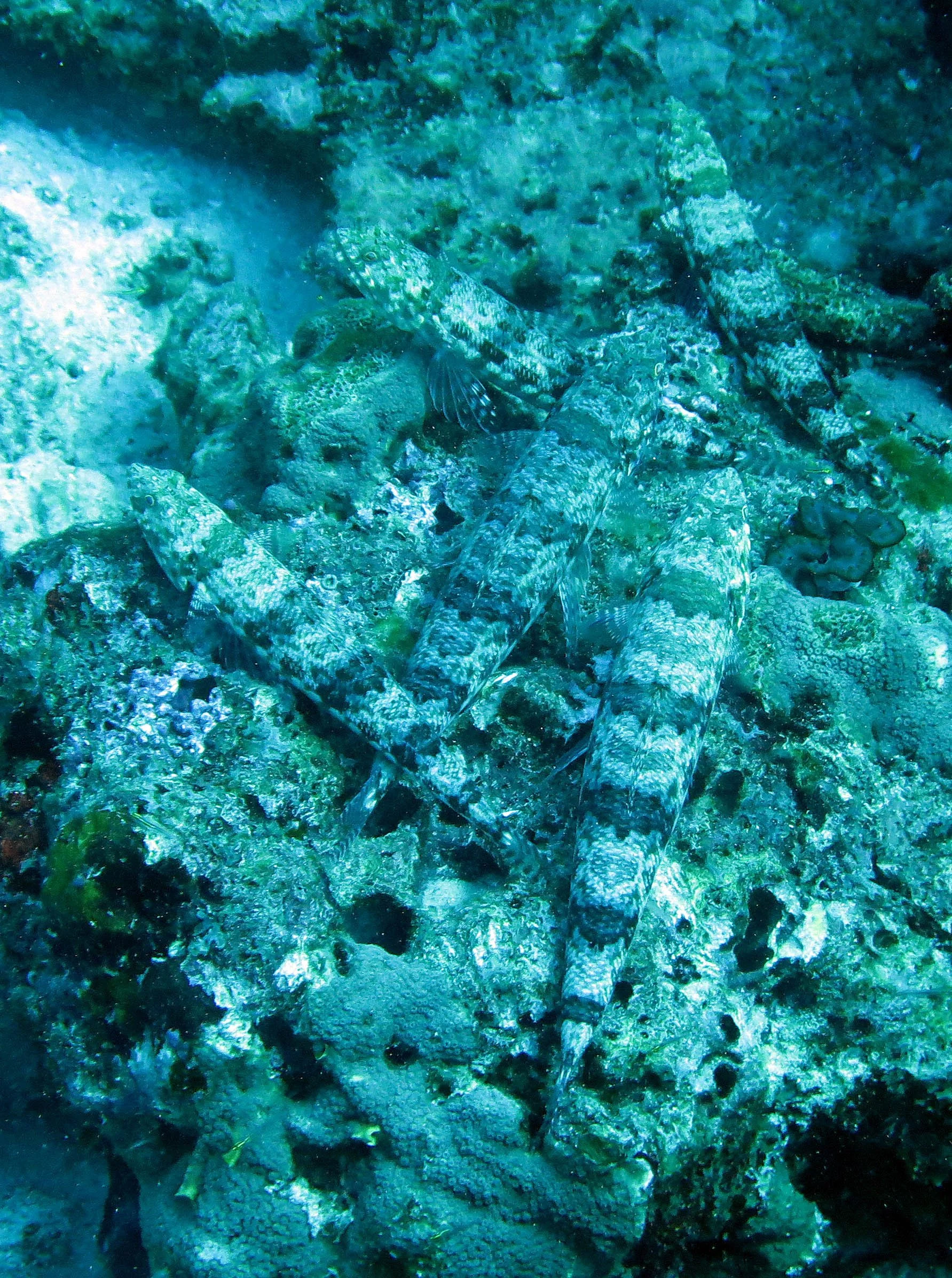 Family Synodontidae - Lizardfish — Coke Smith Wildlife