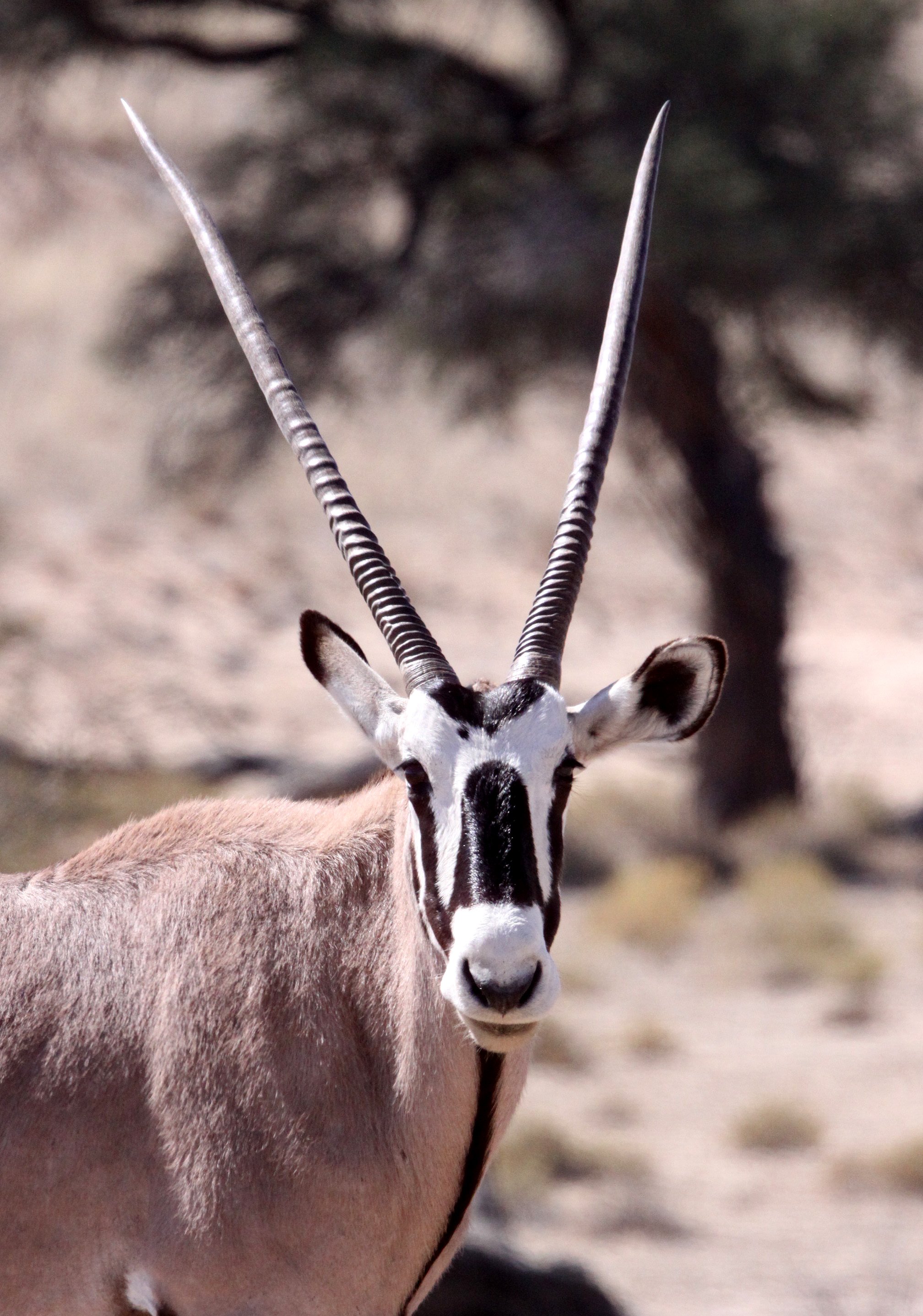 Genus Oryx gazella Gemsbok — Coke Smith Wildlife