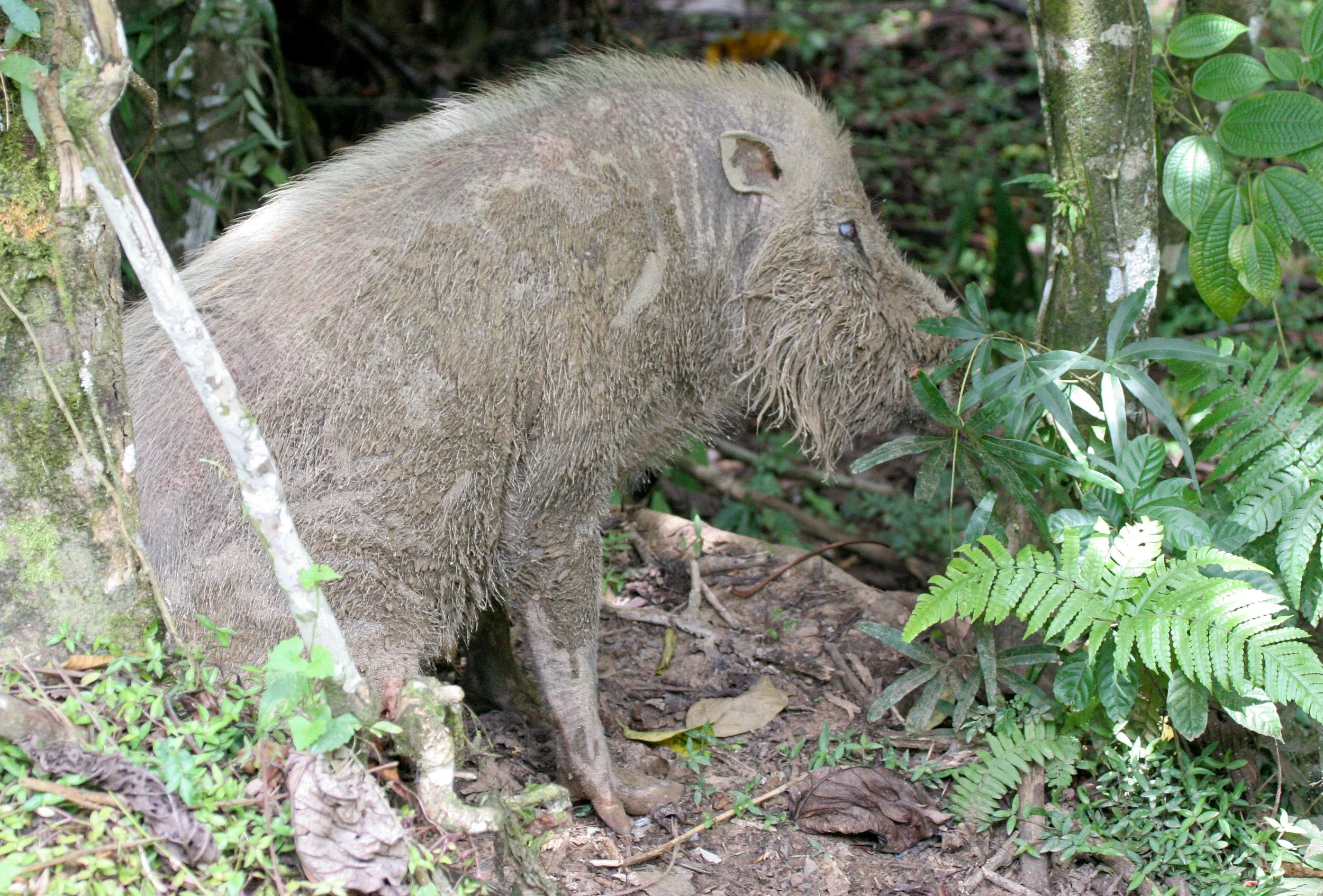 Genus Sus - Pigs — Coke Smith Wildlife