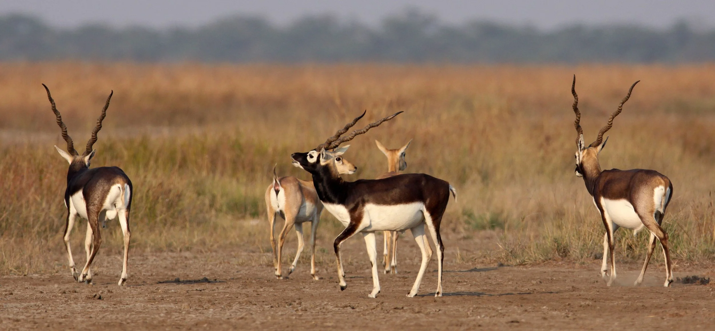 Antilope cervicapra Blackbuck — Coke Smith Wildlife