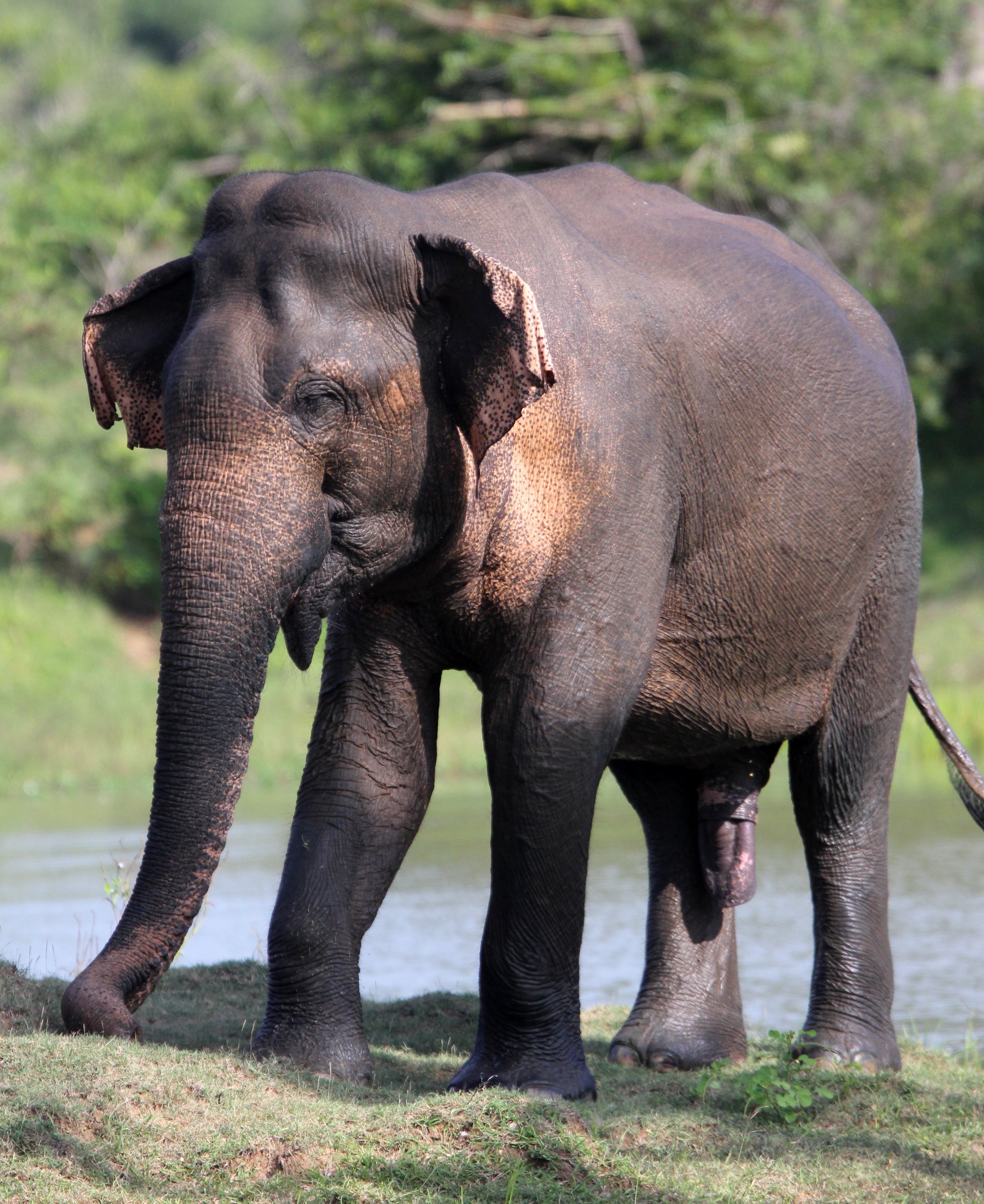 Elephas maximus maximus Sri Lanka Elephant — Coke Smith Wildlife