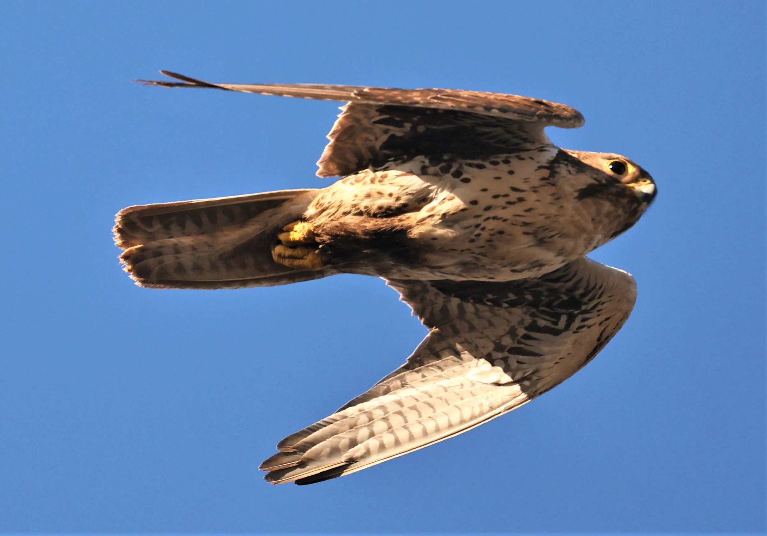 Prairie Falcon (Falco mexicanus) — Coke Smith Wildlife