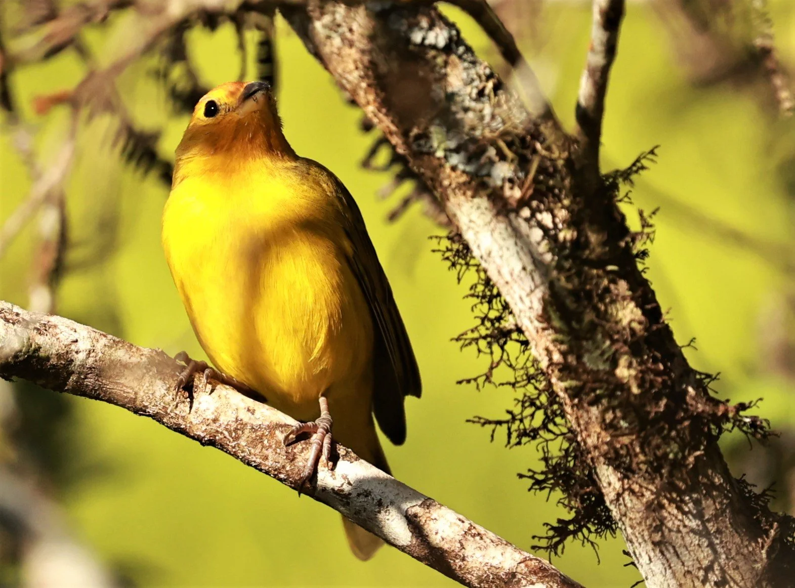 Birds of Carlos Botelho State Park, Sao Paulo State — Coke Smith Wildlife