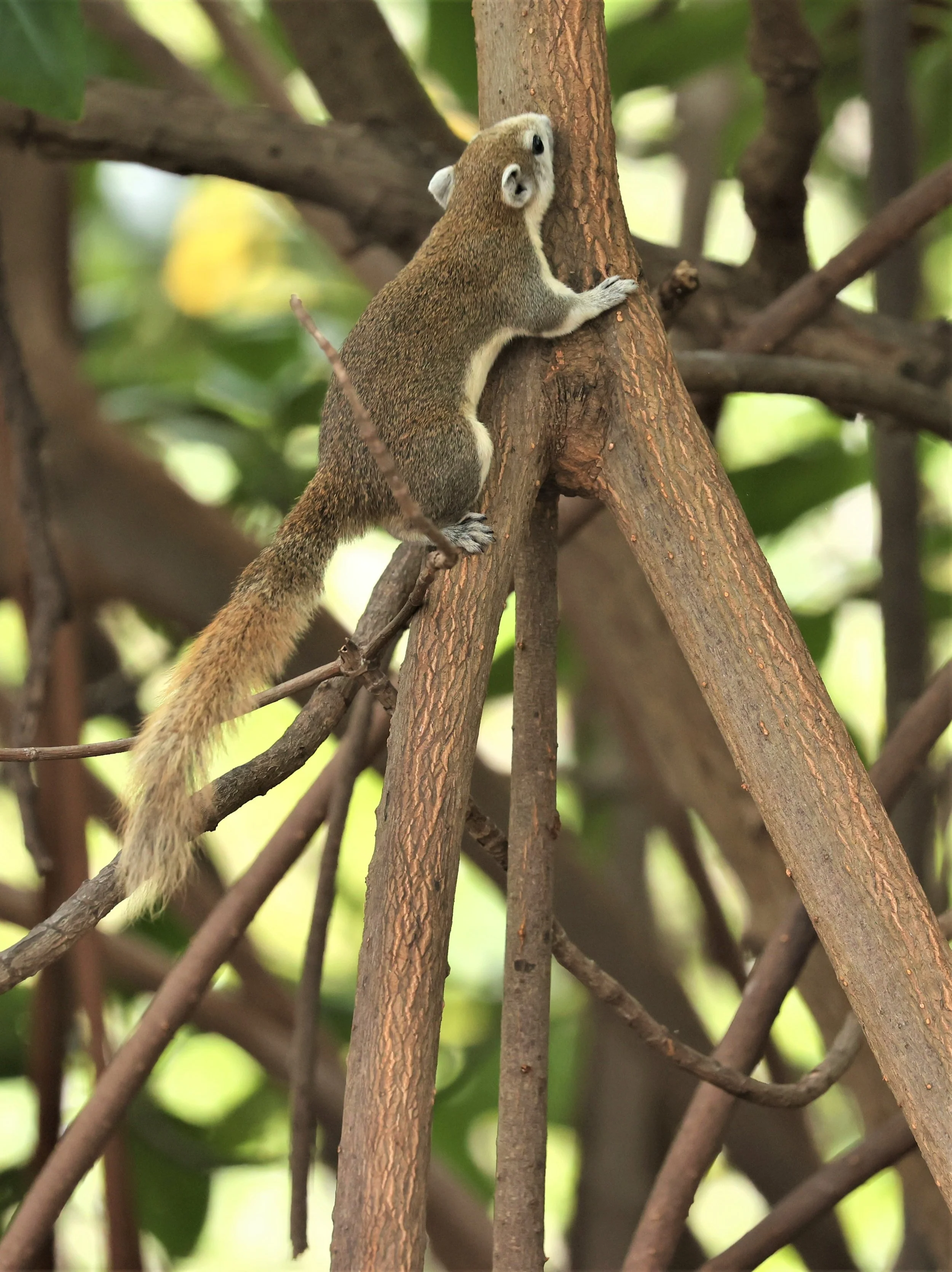Callosciurus finlaysonii - Variable Squirrel — Coke Smith Wildlife