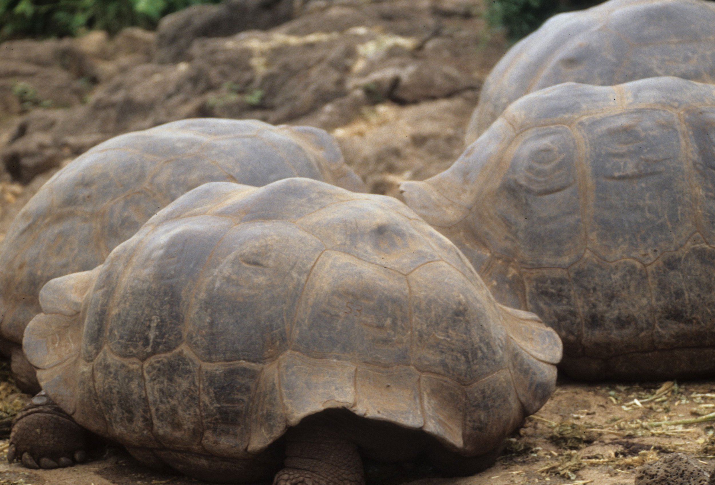 Order Testudines - Tortoises — Coke Smith Wildlife