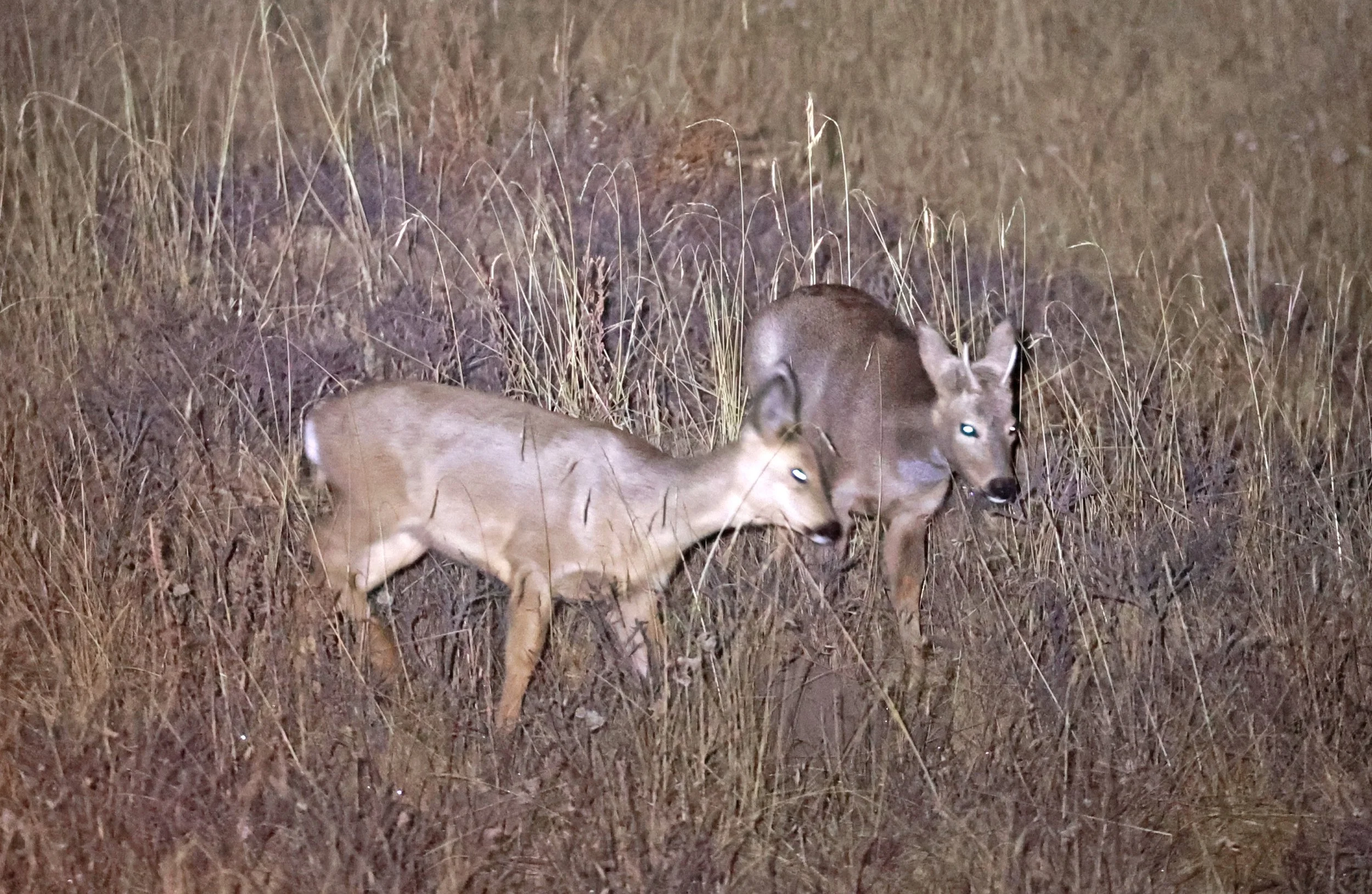 Tribe Capreolini the Roe & Water Deer — Coke Smith Wildlife