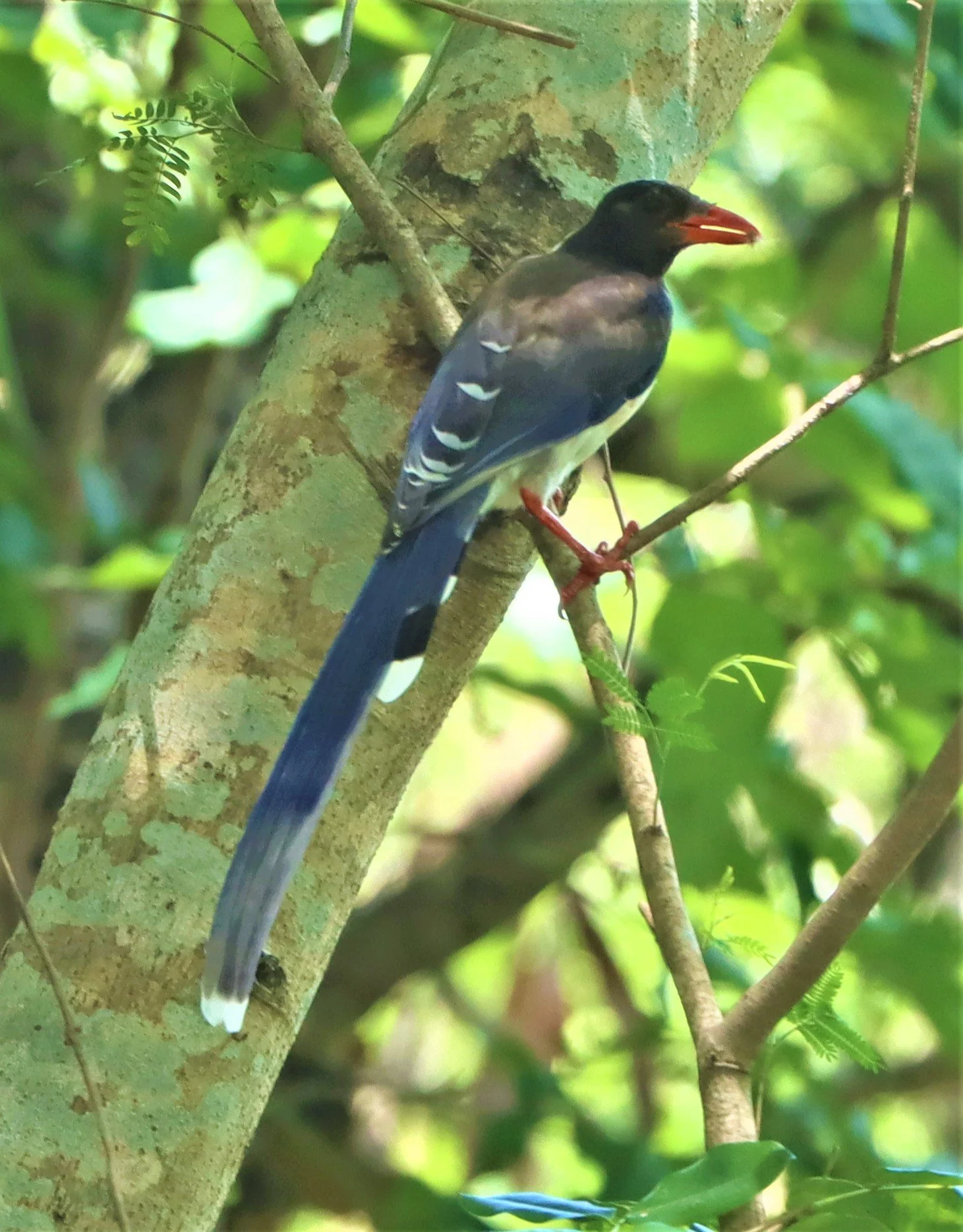 Genus Urocissa Blue Magpies — Coke Smith Wildlife