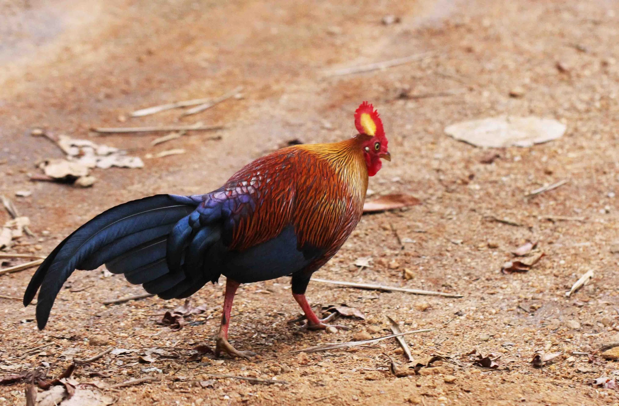 Genus Gallus, Jungle Fowl — Coke Smith Wildlife