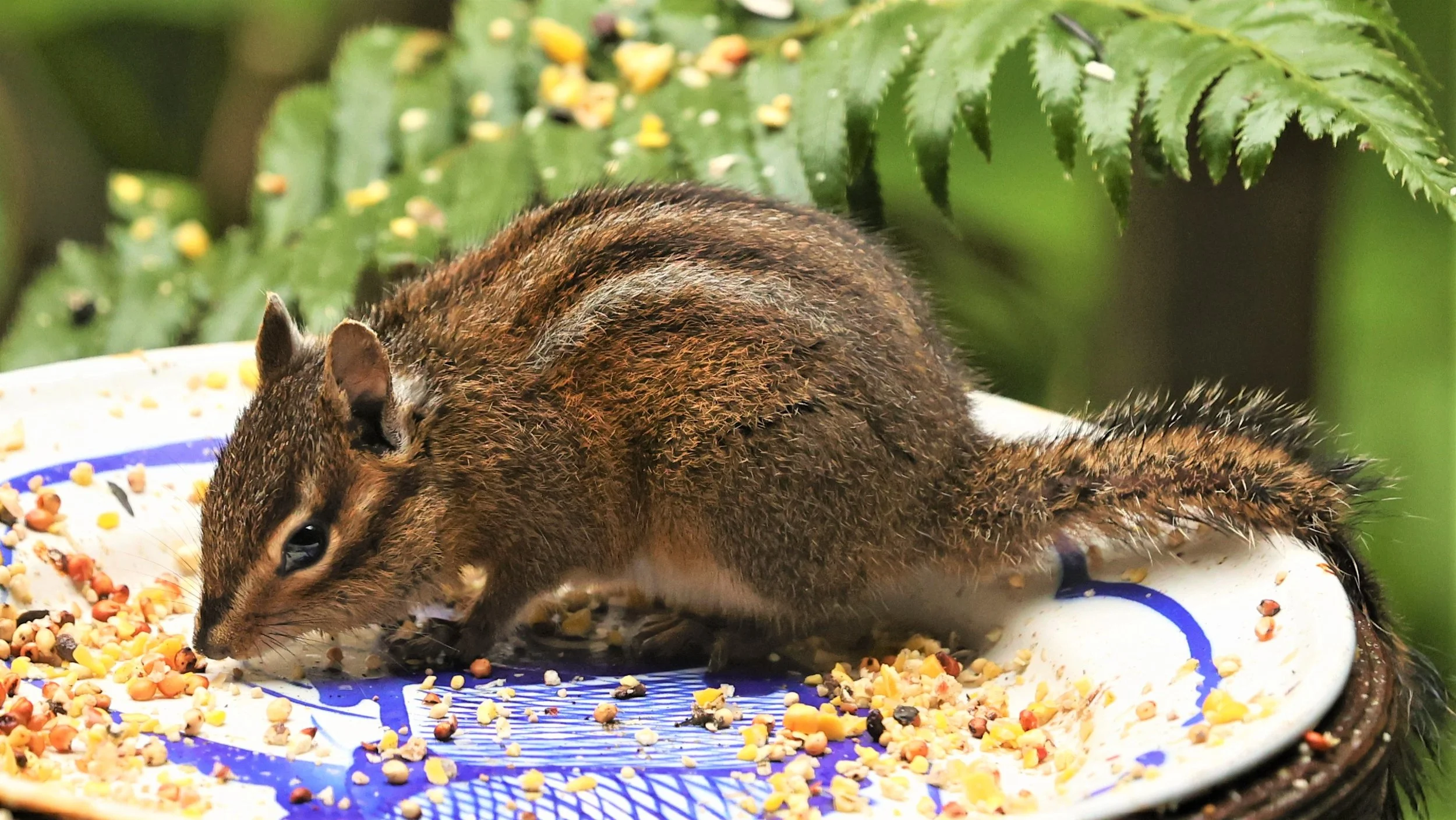 Genus Neotamias Western Chipmunks — Coke Smith Wildlife