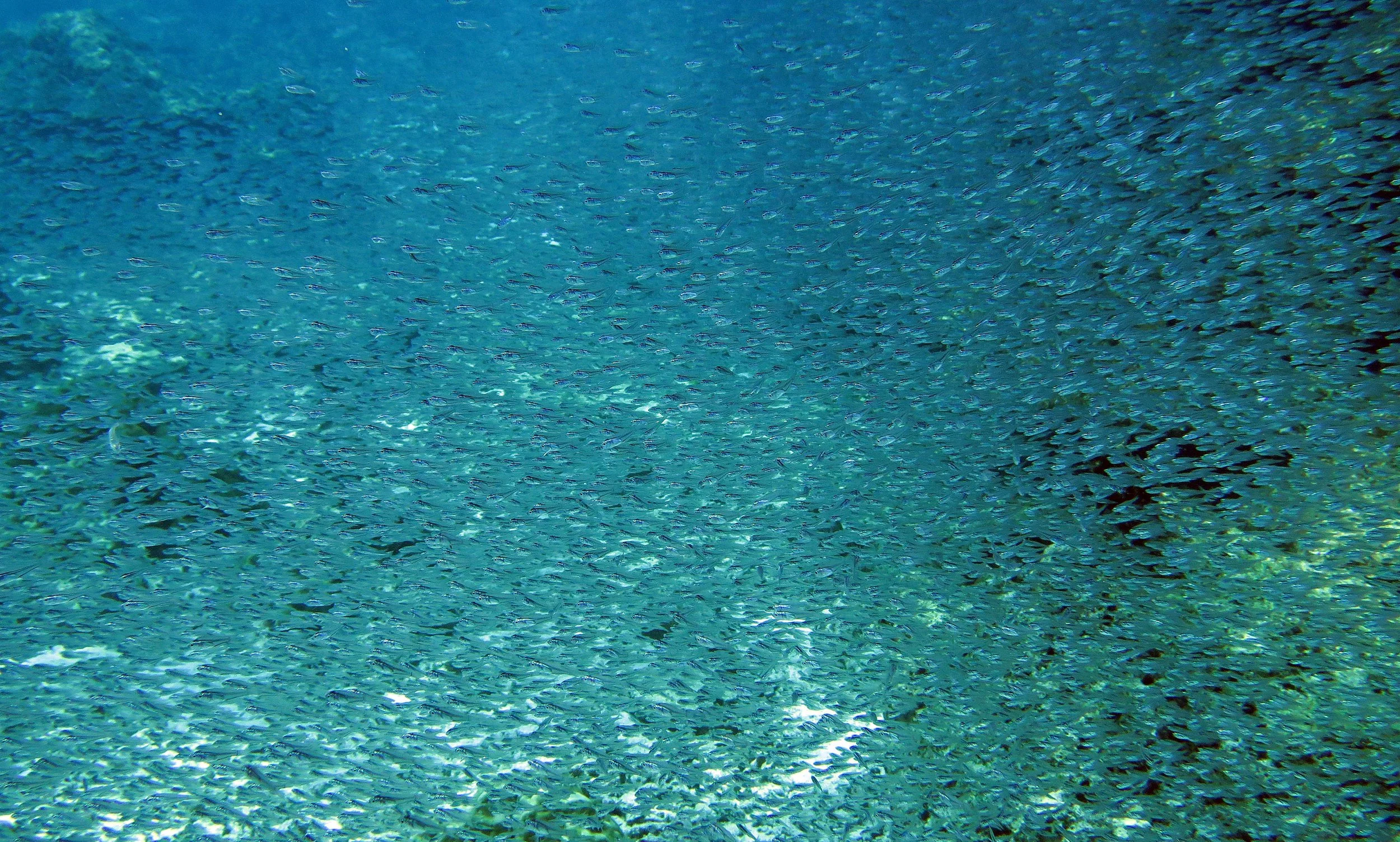 Family Engraulidae (Anchovies) & Shoals of Fry ("Glassfish") — Coke ...