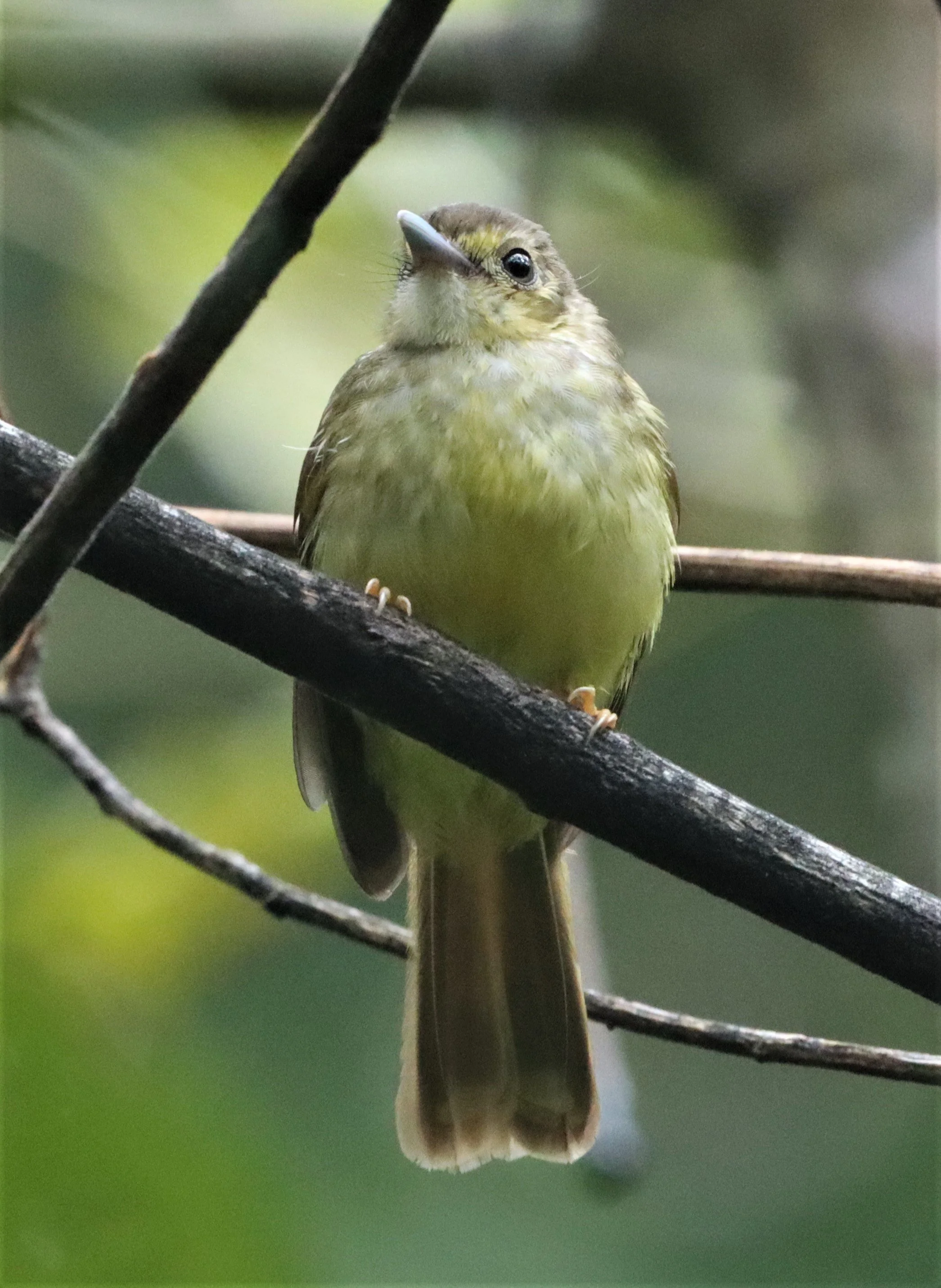 Hairy-backed Bulbul (Tricholestes criniger) — Coke Smith Wildlife
