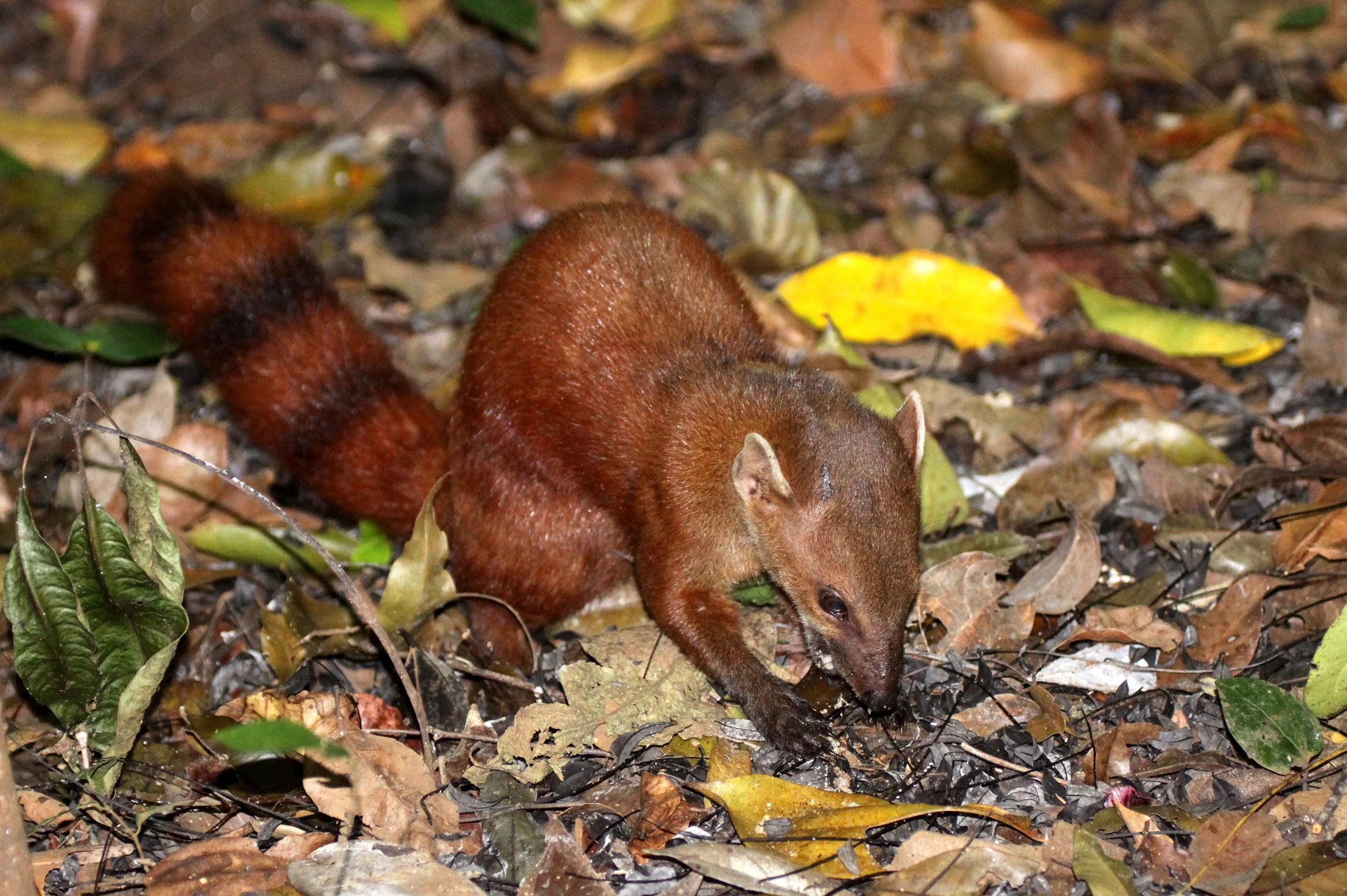 Galidia elegans - EUPLERIDAE - (NORTHERN) RING-TAILED VONTSIRA ...