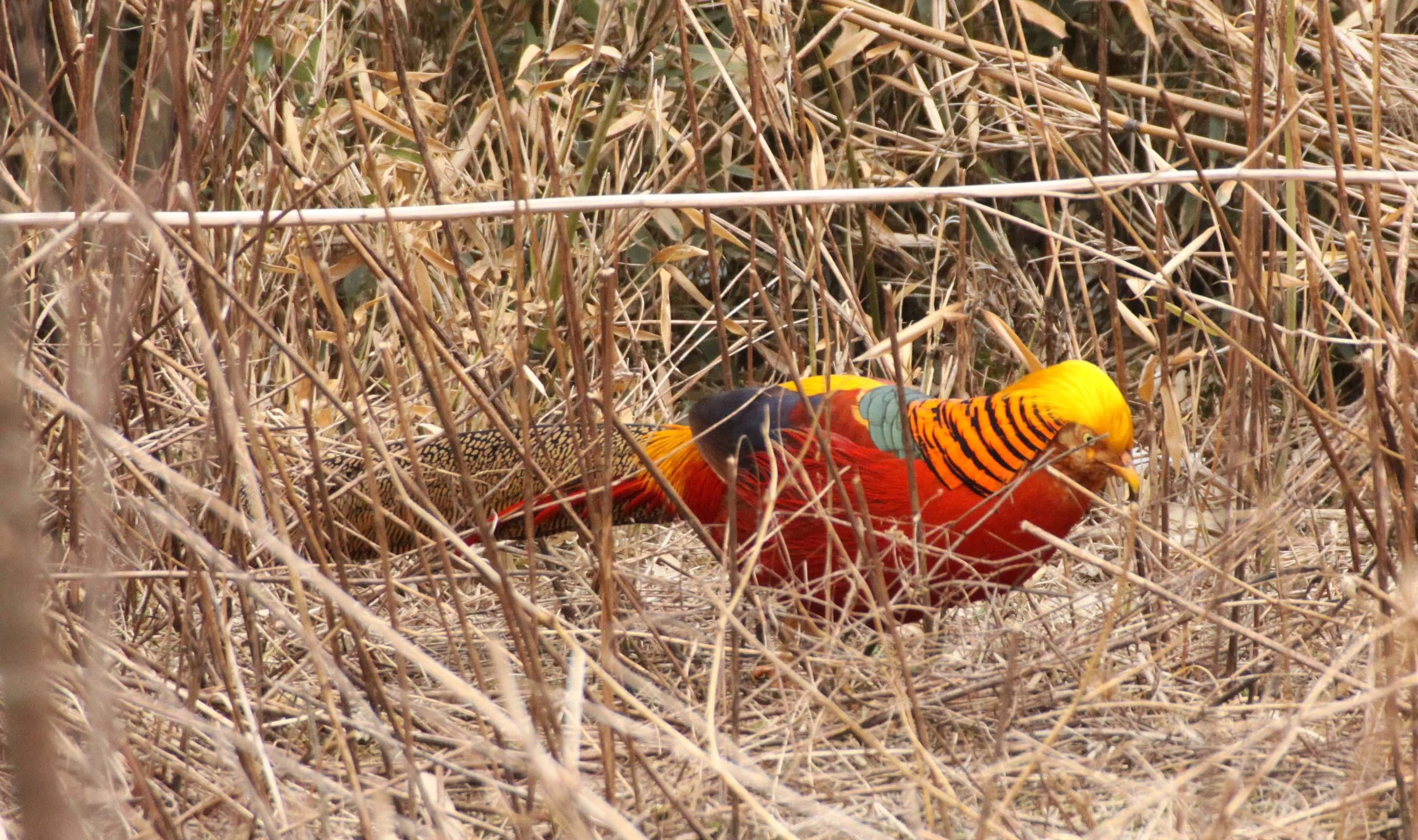 Genus Chrysolophus, Pheasants — Coke Smith Wildlife