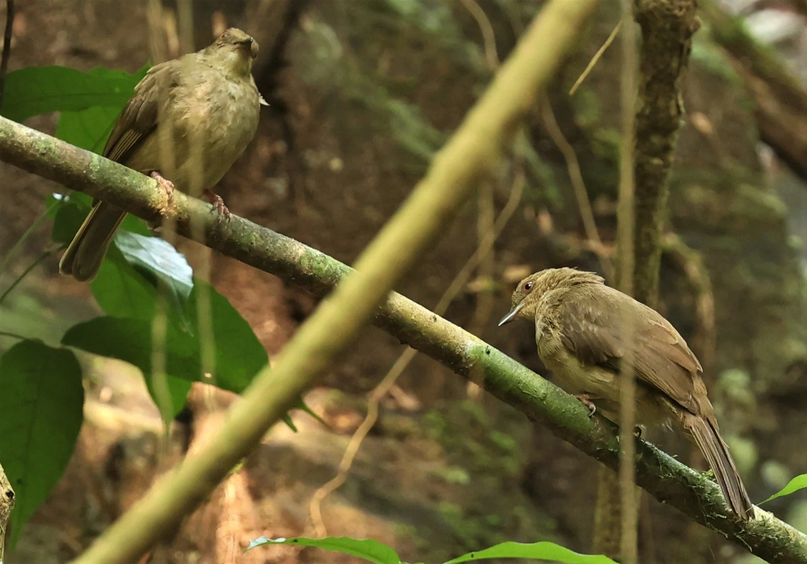 Red-eyed Bulbul (Pycnonotus brunneus) Southern Thailand — Coke Smith ...