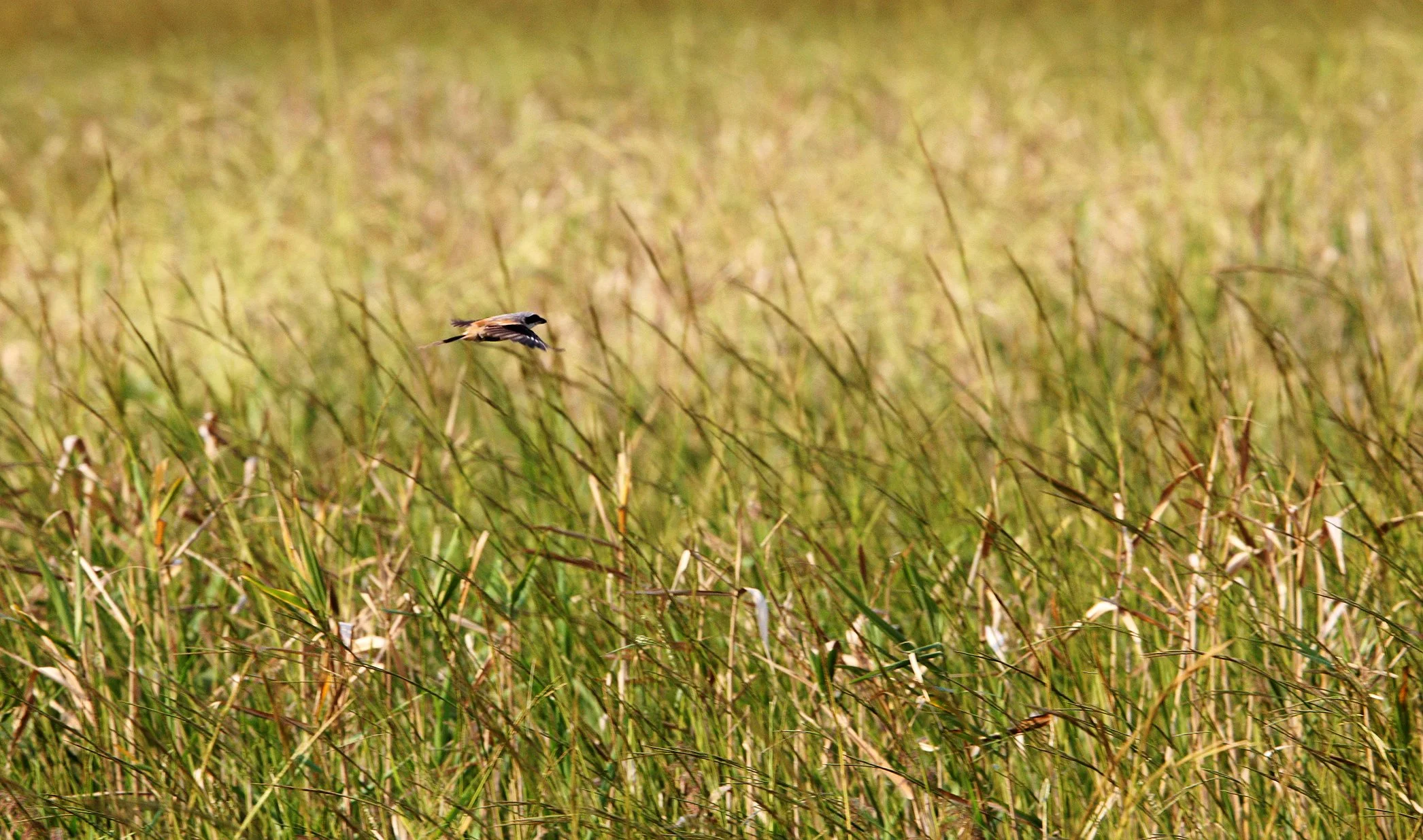 Chinese Grey Shrike (Lanius sphenocercus) & Grey-backed Shrike (Lanius ...