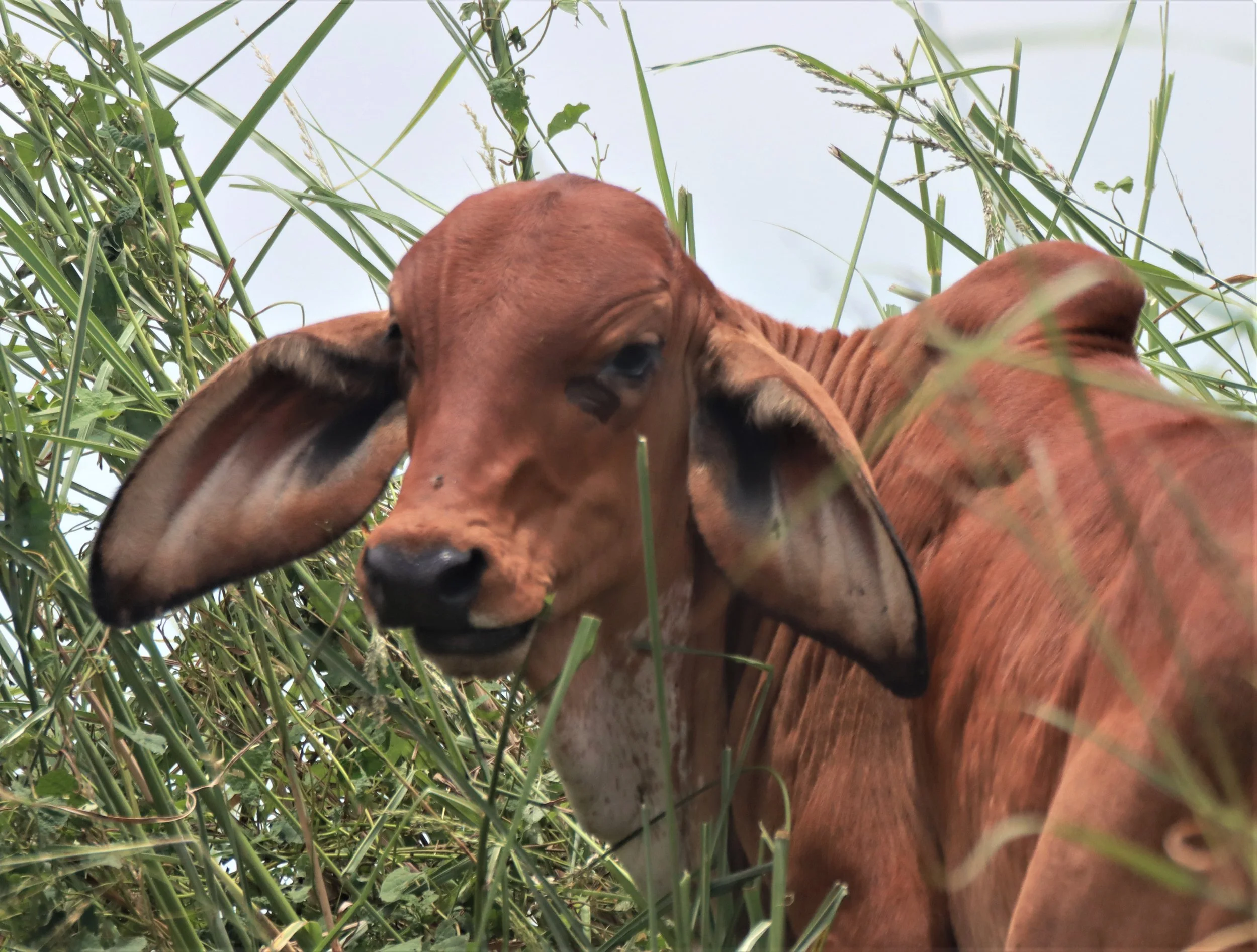Bos taurus Domestic Cattle — Coke Smith Wildlife