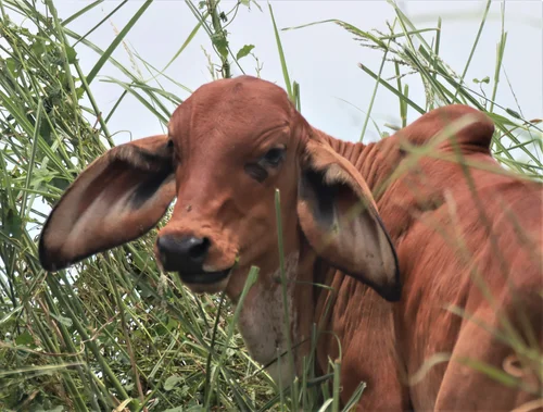 Bos taurus Domestic Cattle — Coke Smith Wildlife