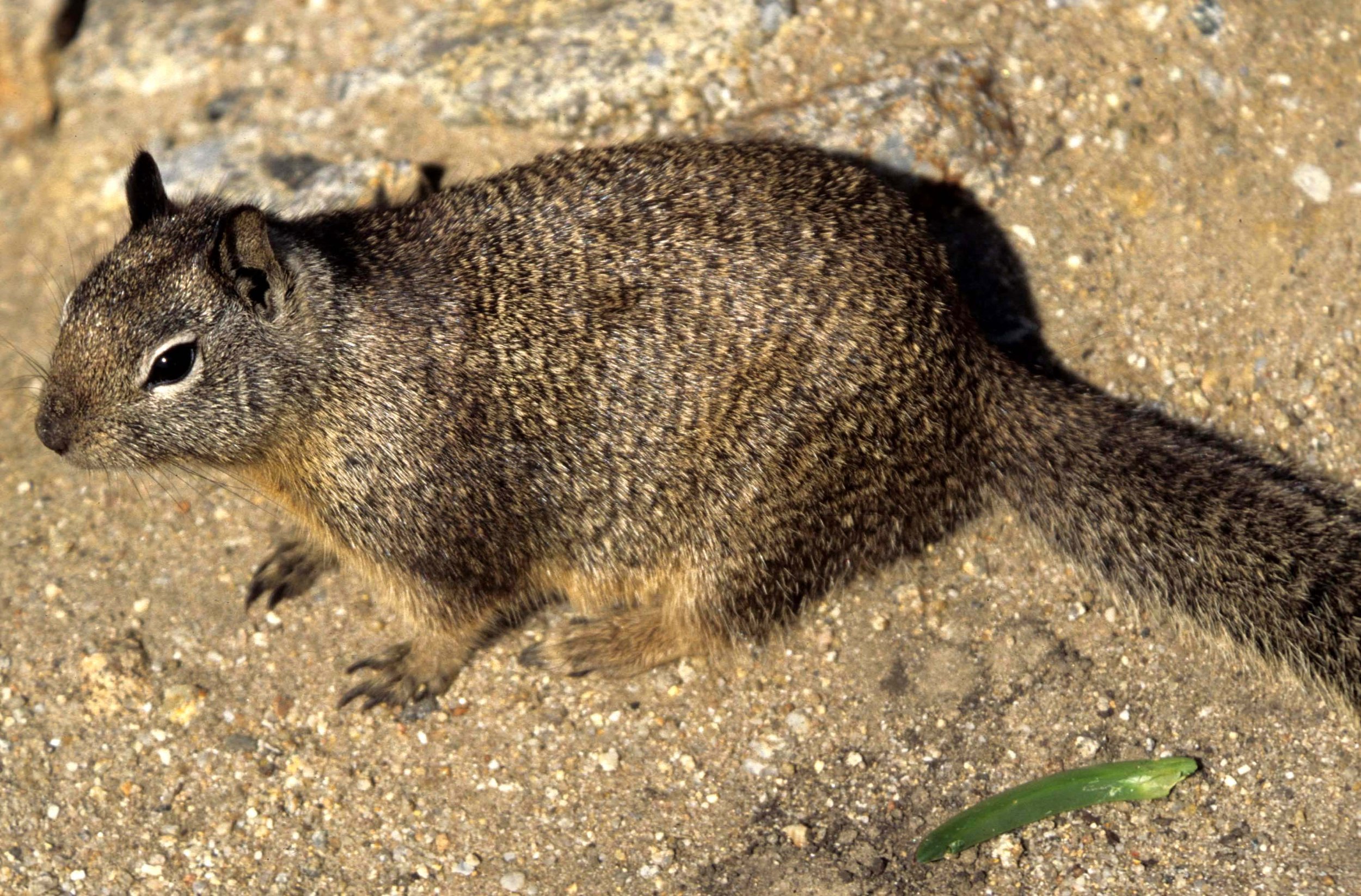 Genus Otospermophilus Ground Squirrels — Coke Smith Wildlife