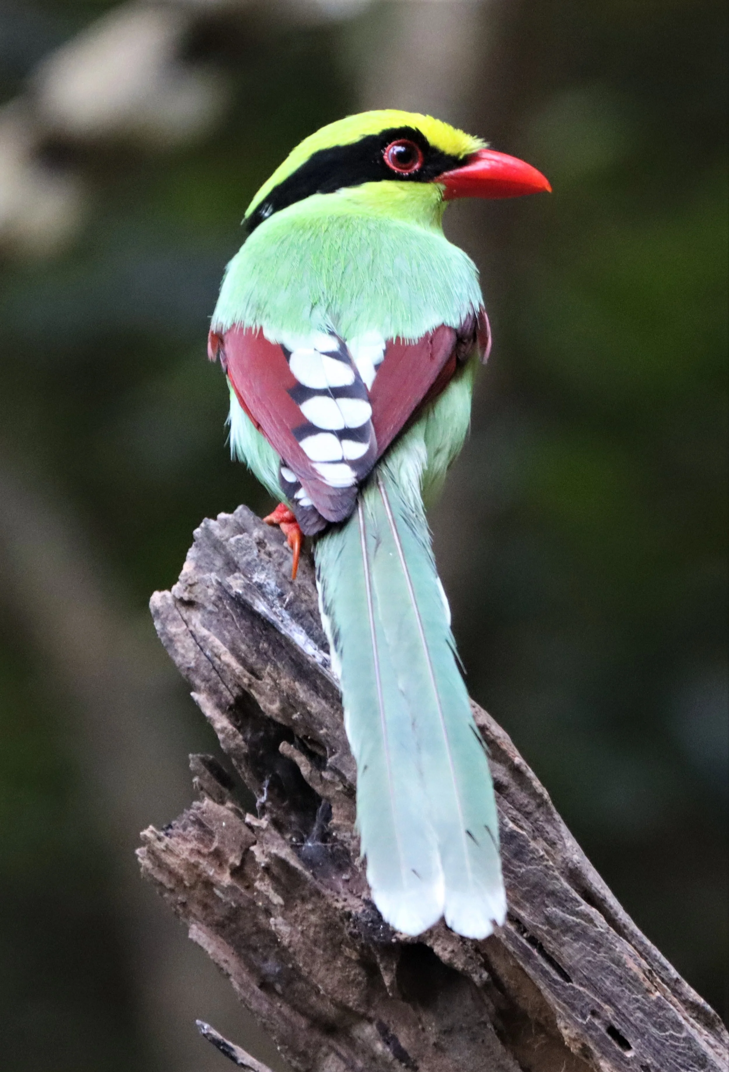 Common Green Magpie (Cissa chinensis) Thailand — Coke Smith Wildlife