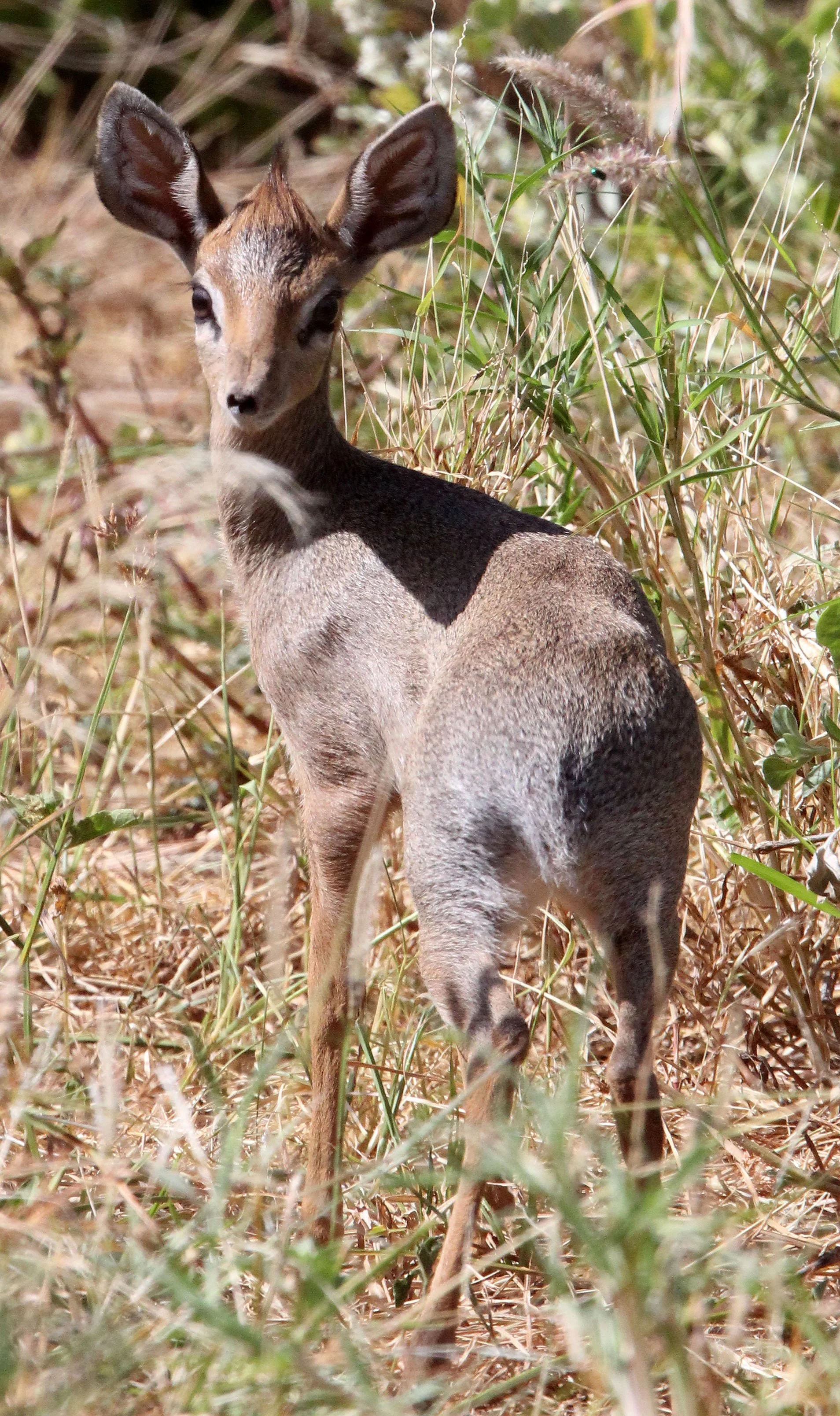 Genus Madoqua Dik Diks — Coke Smith Wildlife