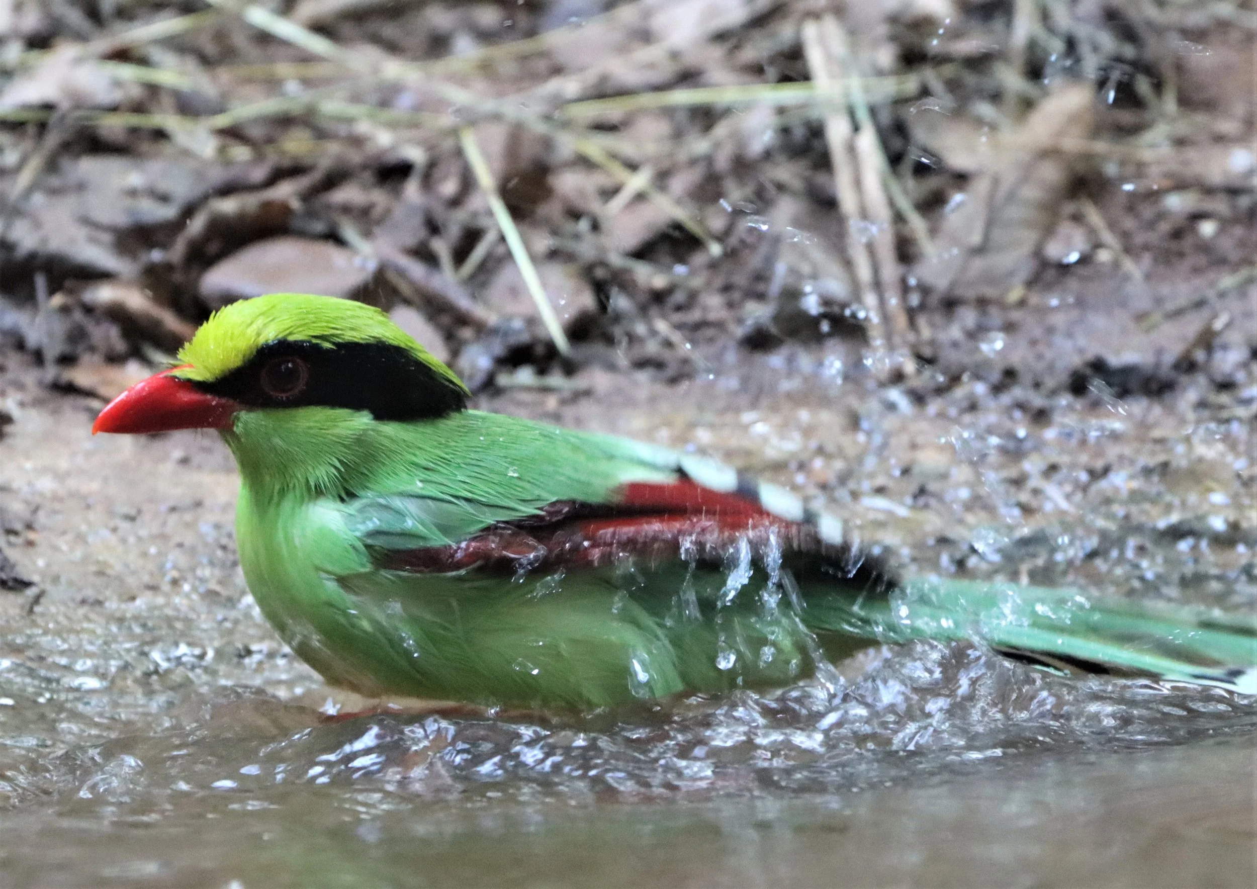 Common Green Magpie (Cissa chinensis) Thailand — Coke Smith Wildlife