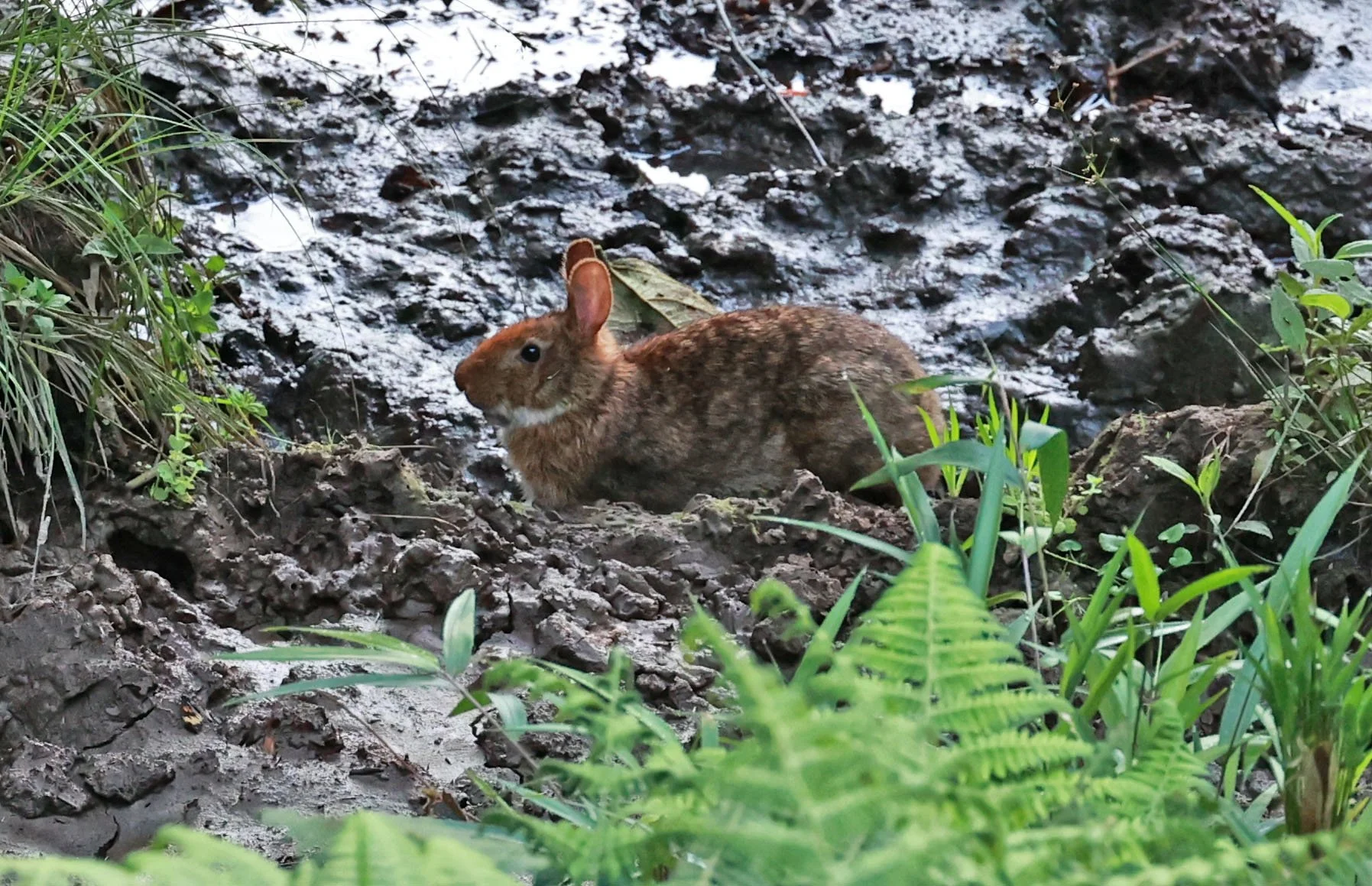 Genus Sylvilagus - Common & Andean Tapeti — Coke Smith Wildlife