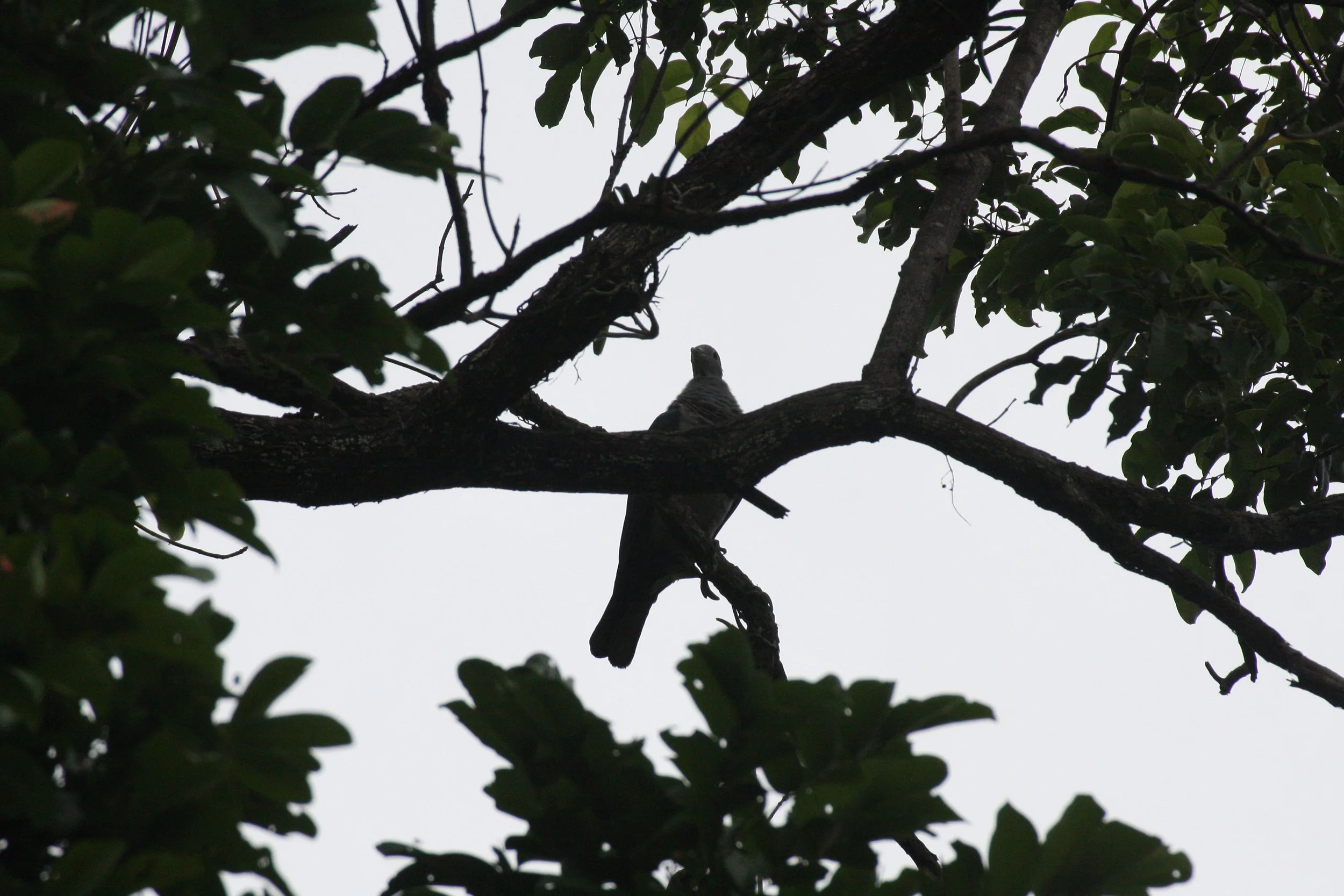 Genus Ducula Imperial Pigeons — Coke Smith Wildlife