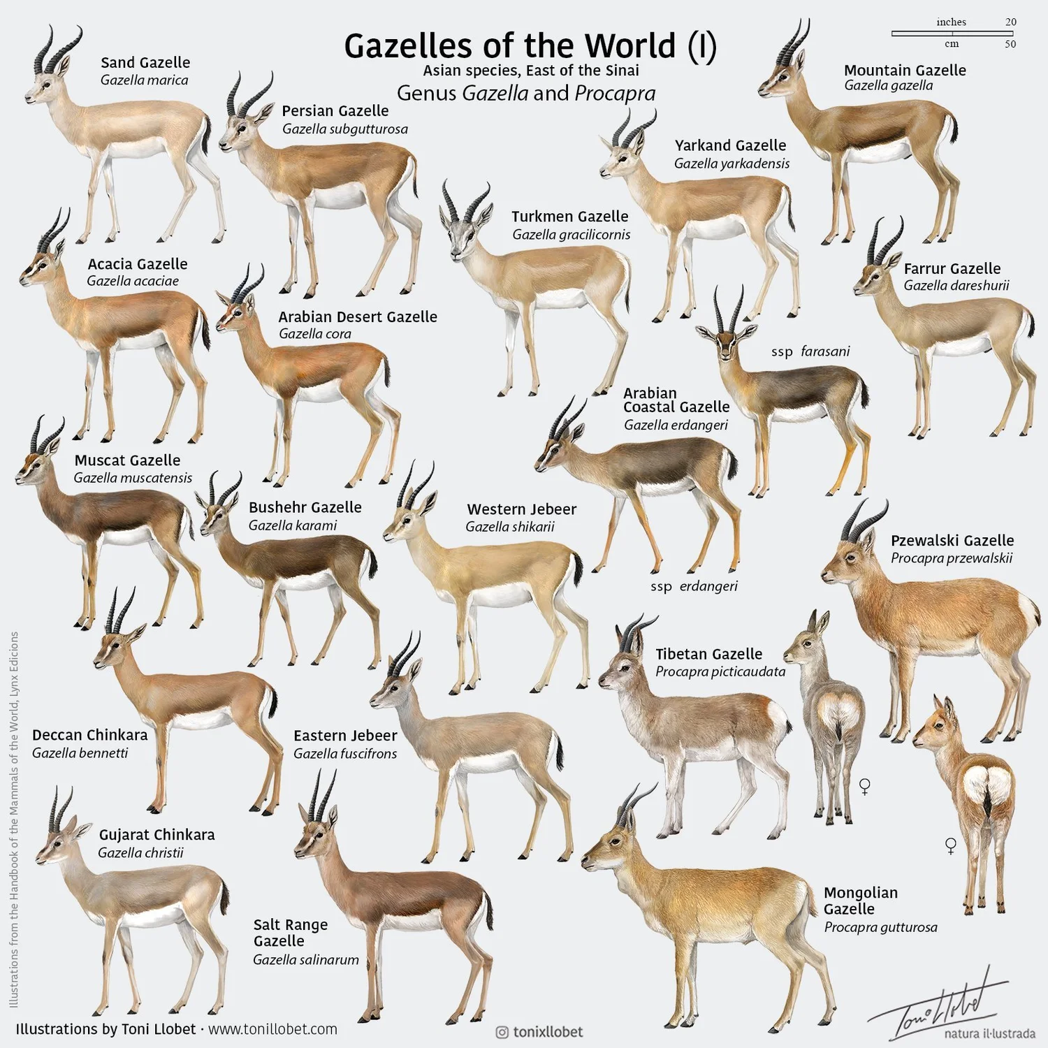 Family Bovidae - Cows, Goats, Antilopes — Coke Smith Wildlife