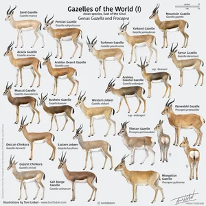 Family Bovidae - Cows, Goats, Antilopes — Coke Smith Wildlife
