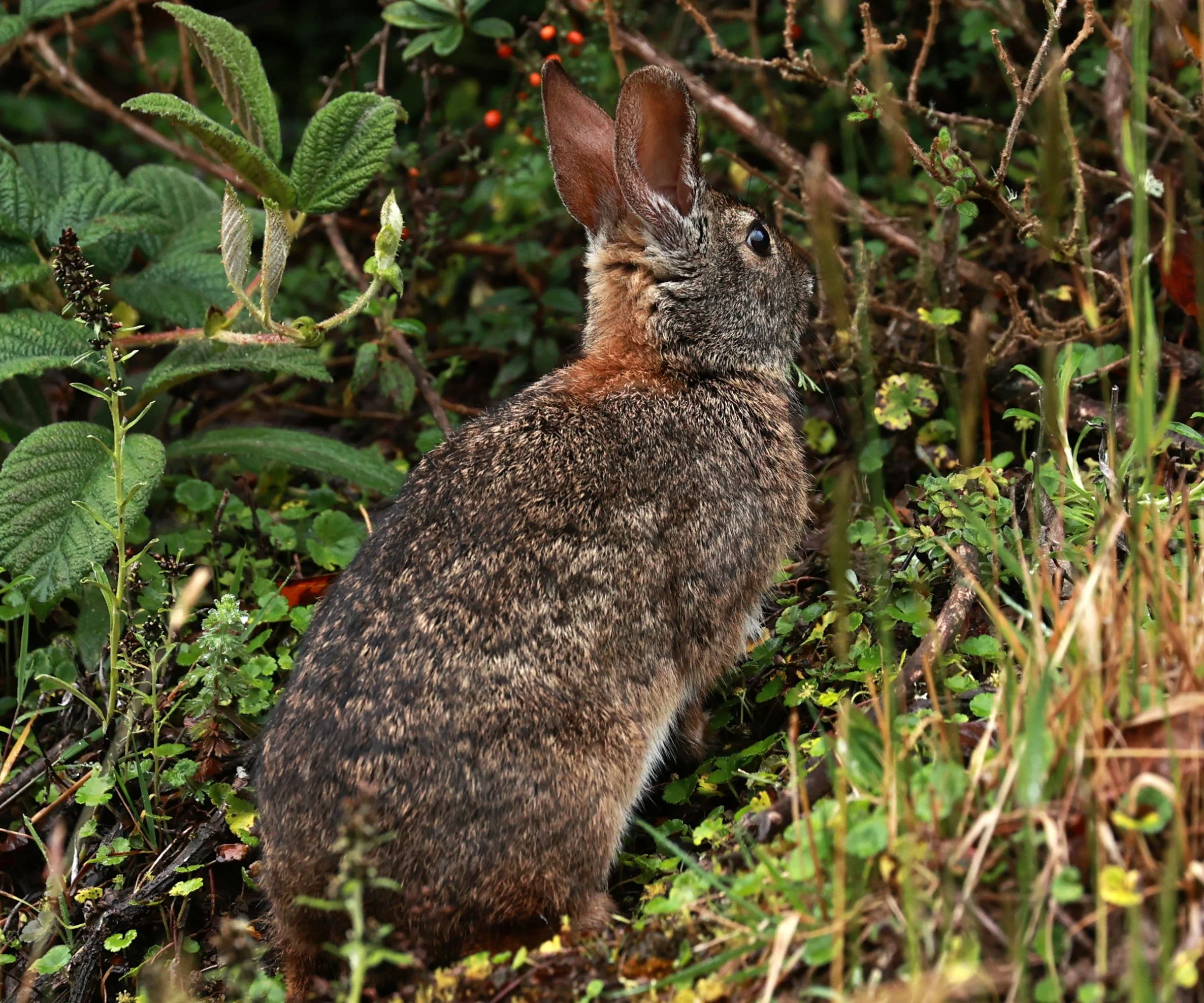 Genus Sylvilagus - Common & Andean Tapeti — Coke Smith Wildlife