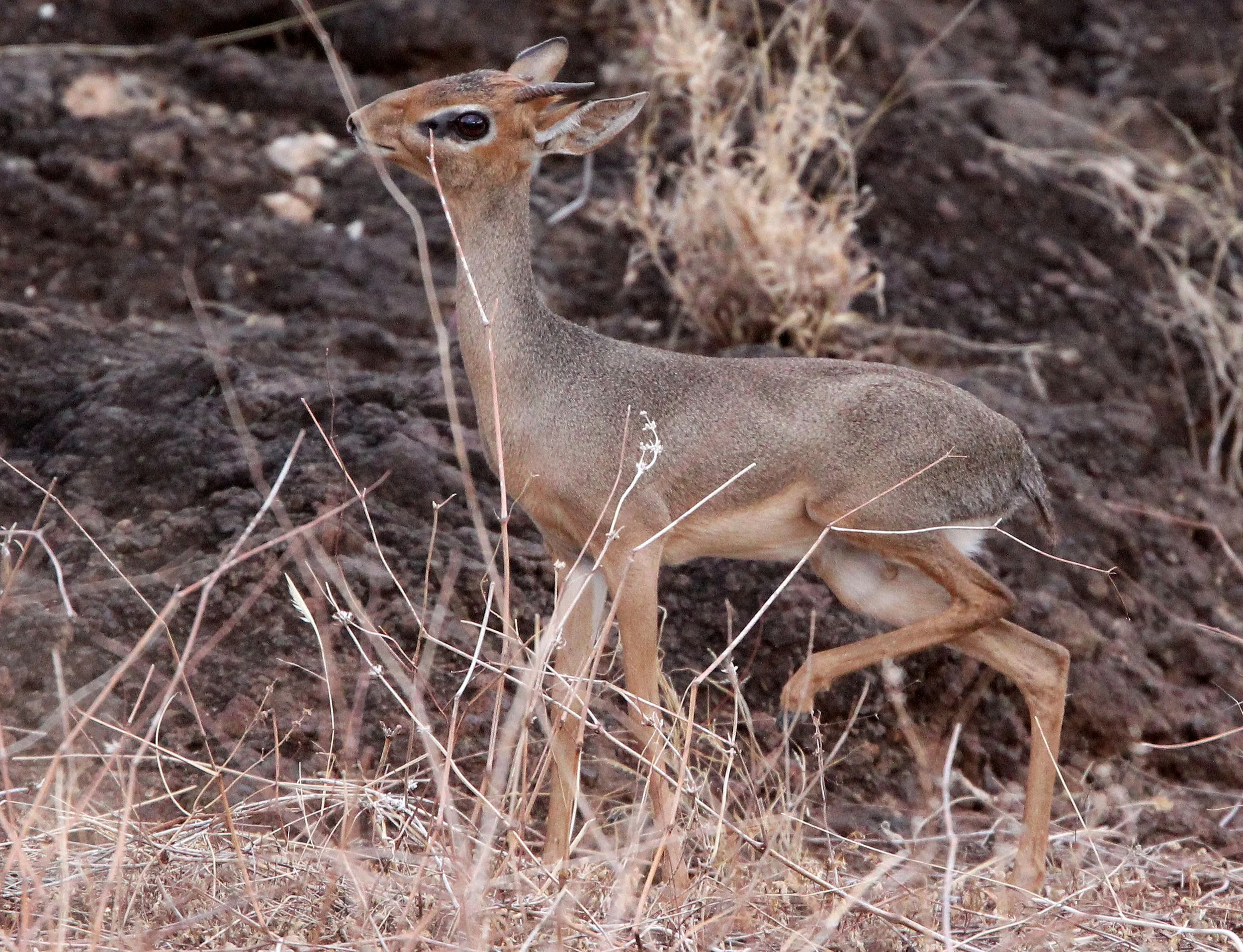 Genus Madoqua Dik Diks — Coke Smith Wildlife