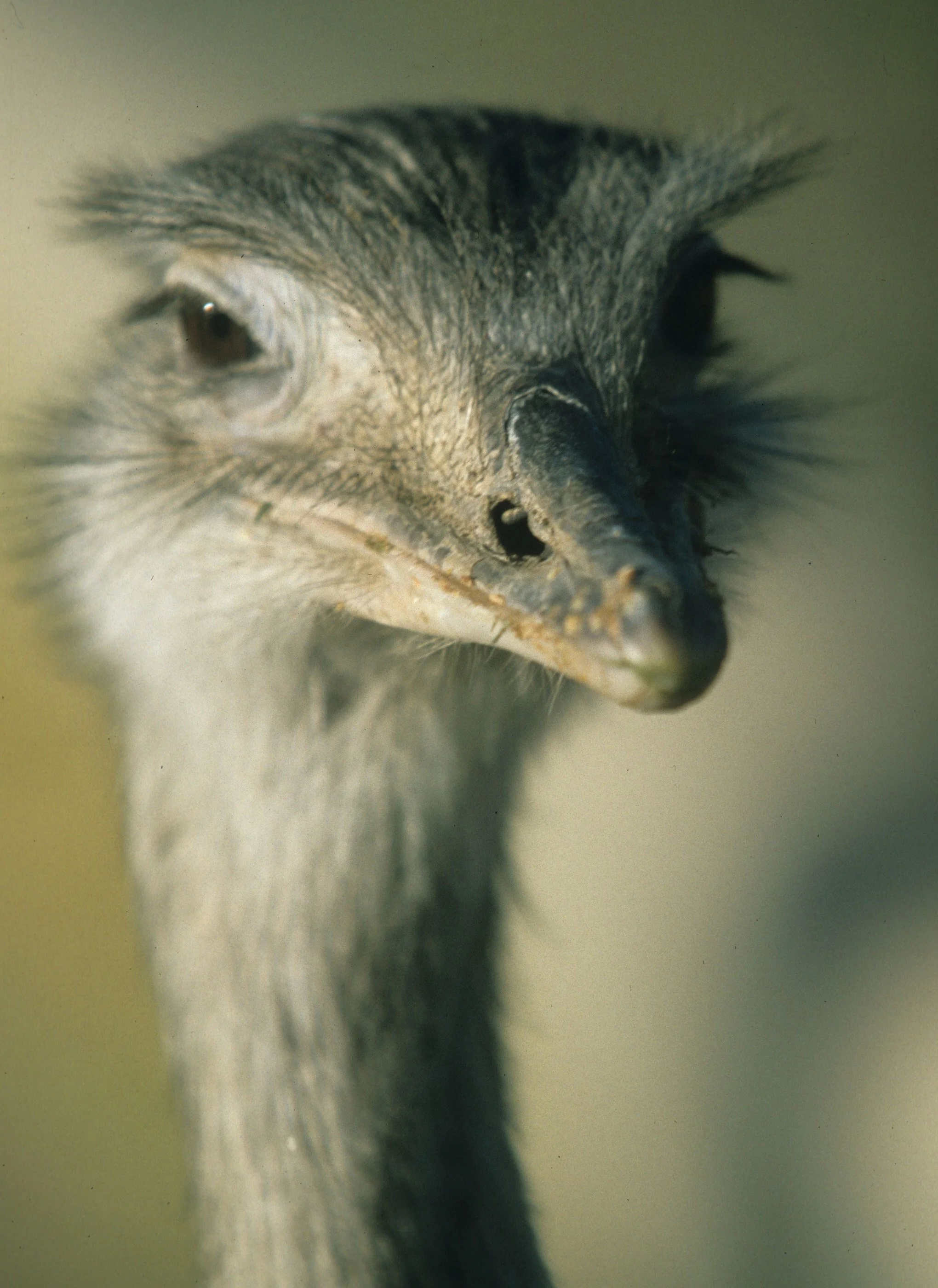 Greater Rhea (Rhea americana americana) Northern Pantanal — Coke Smith ...