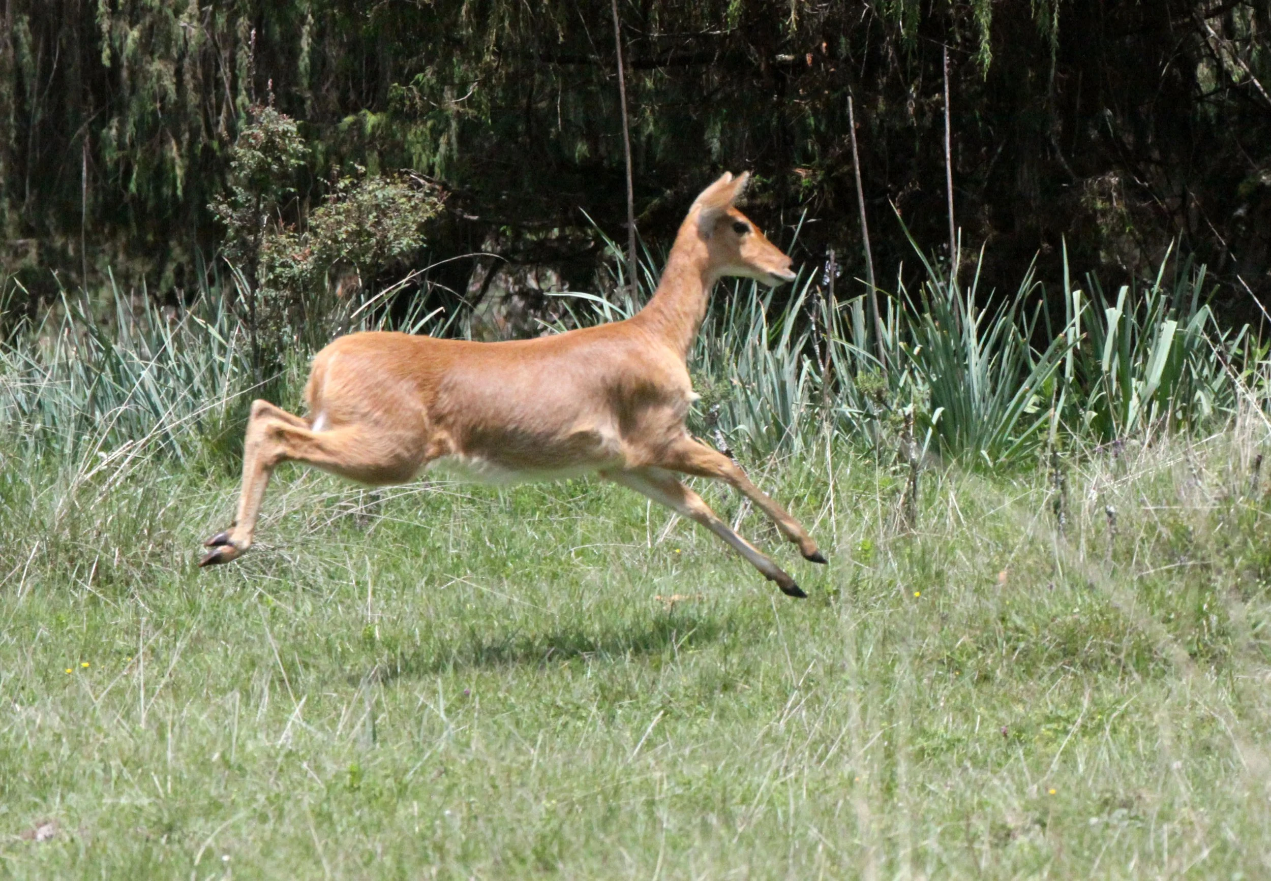 Genus Redunca Reedbucks — Coke Smith Wildlife