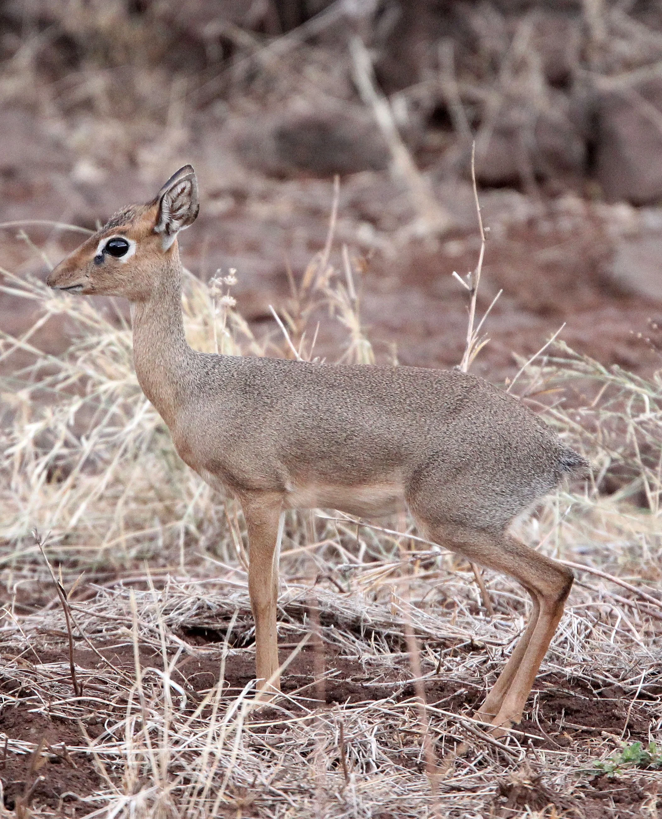 Genus Madoqua Dik Diks — Coke Smith Wildlife