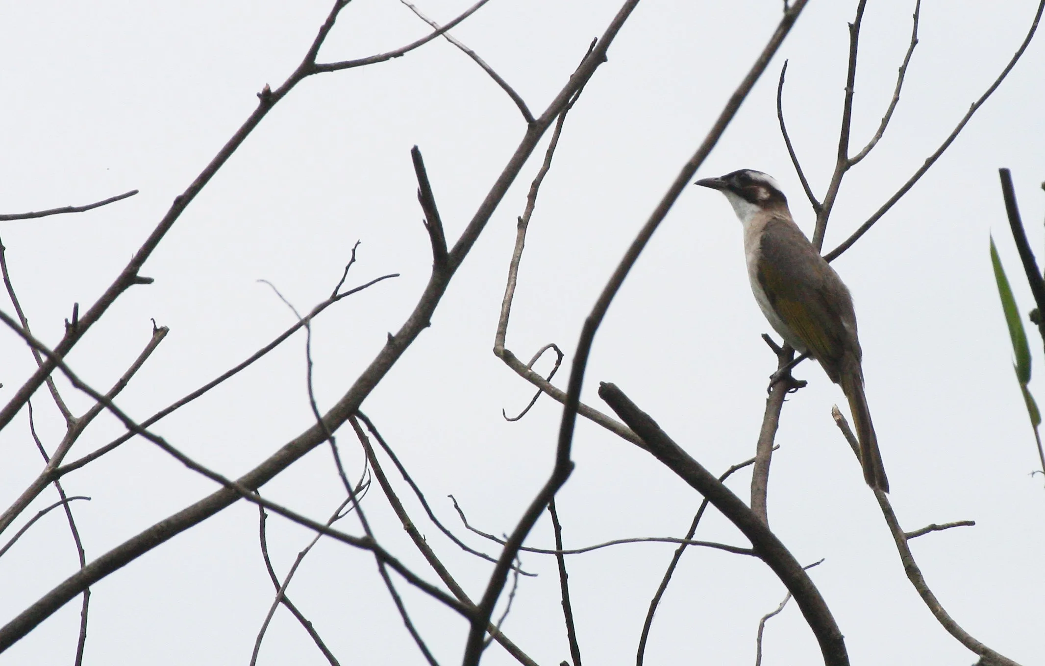 Styan's Bulbul (Pycnonotus taivanus) Taipei China — Coke Smith Wildlife