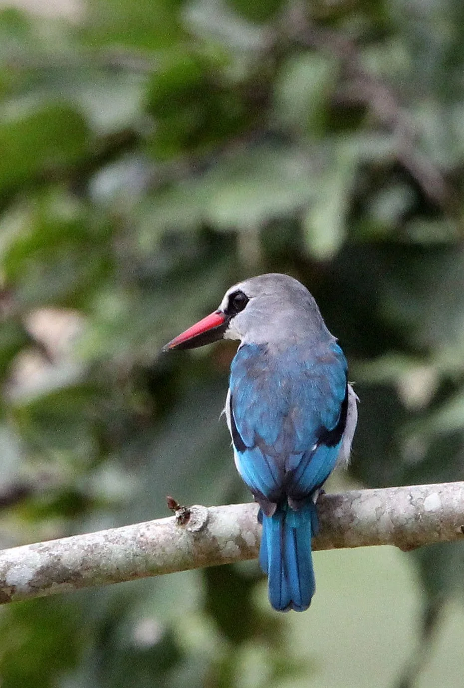 Woodland Kingfisher (Halcyon senegalensis) — Coke Smith Wildlife