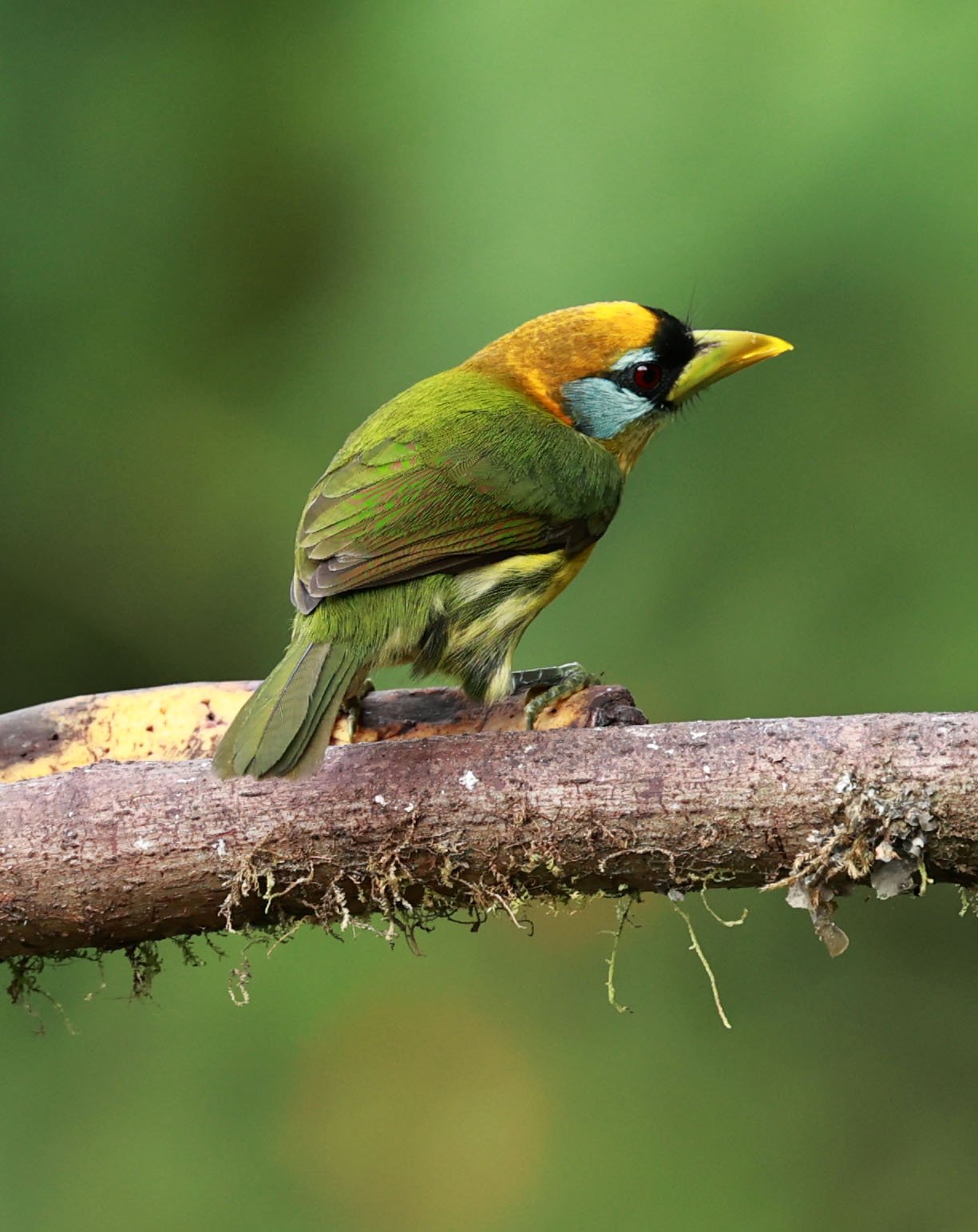 Birds of Mindo, Ecuador — Coke Smith Wildlife