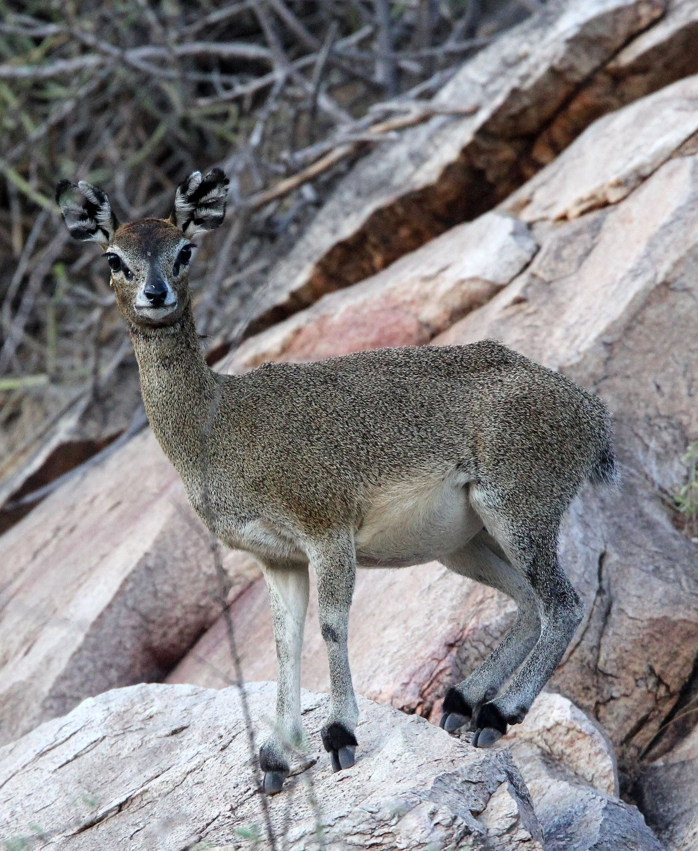 Oreotraginae Klipspringers — Coke Smith Wildlife