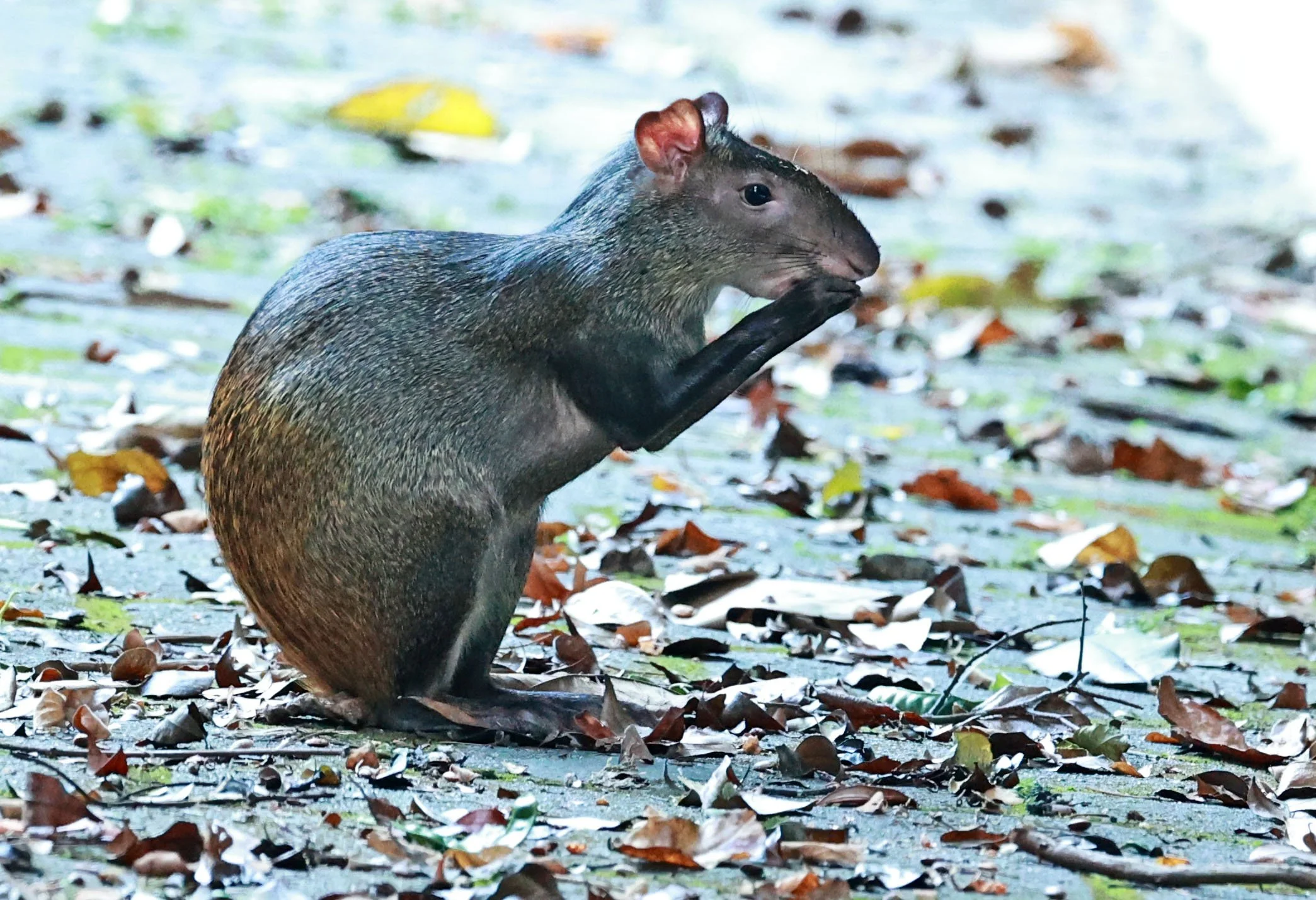 Red-rumped Agouti (Dasyprocta leporina) — Coke Smith Wildlife