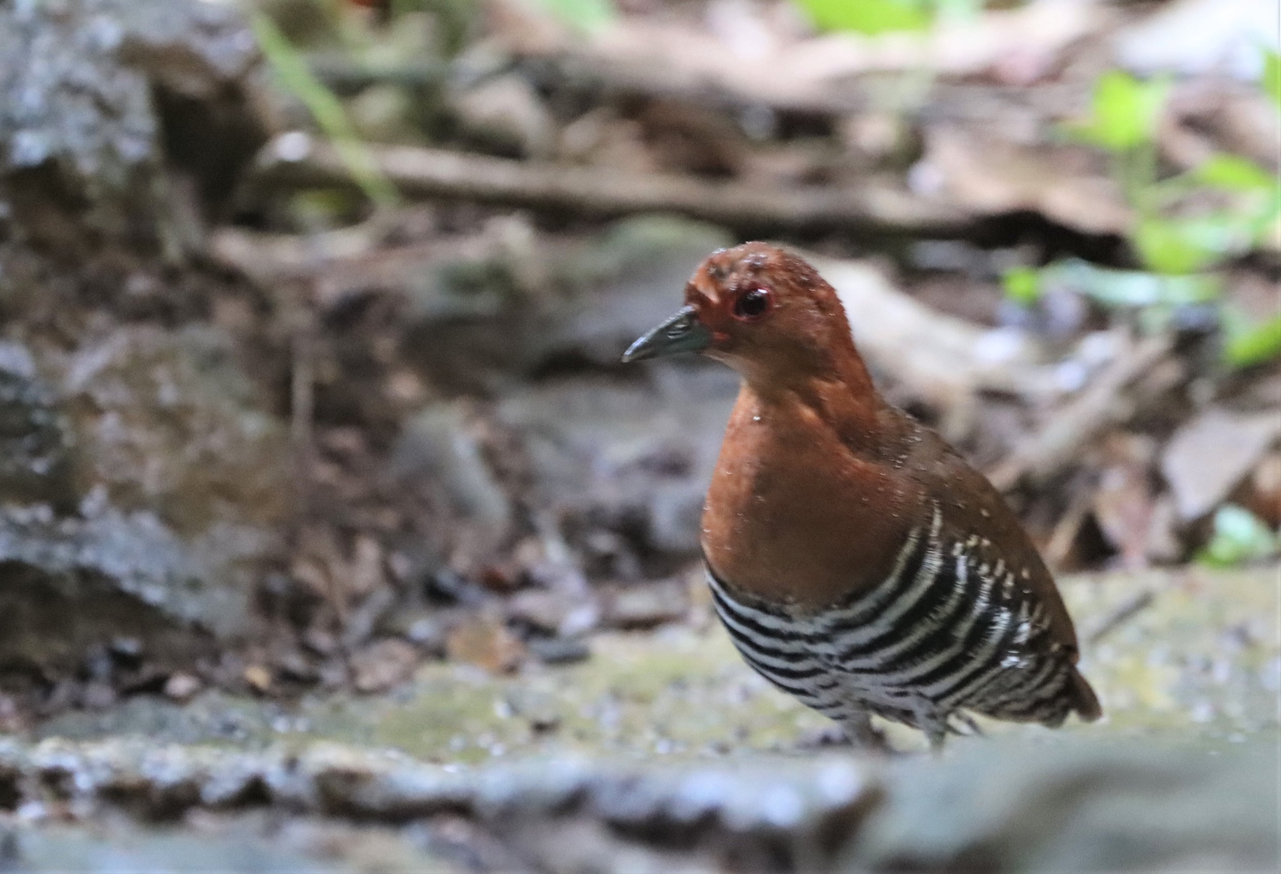 Red-legged Crake (Rallina fasciata) Neung Hide nr Kaeng Krachan NP ...
