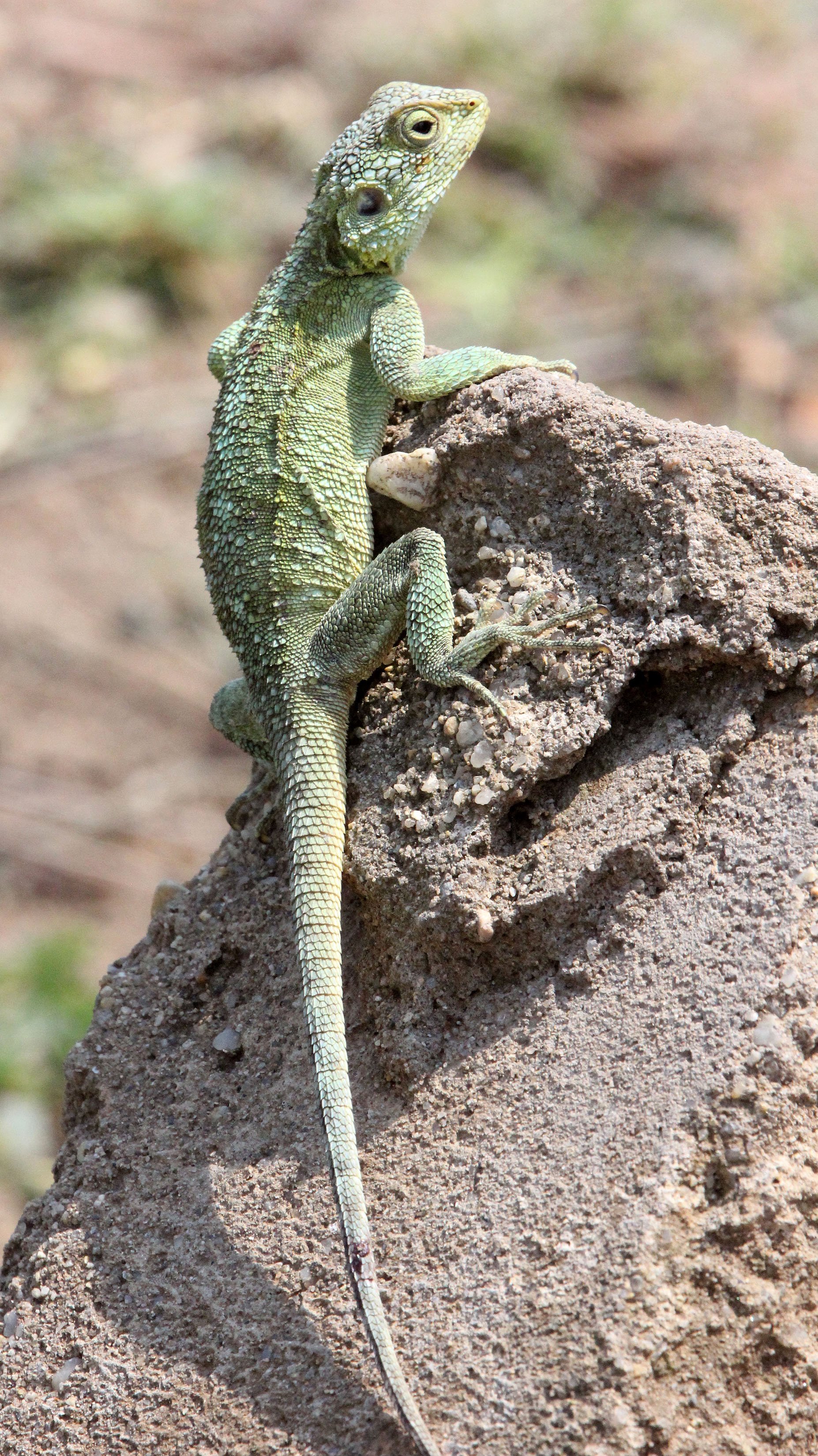 Order Squamata - Lizards — Coke Smith Wildlife