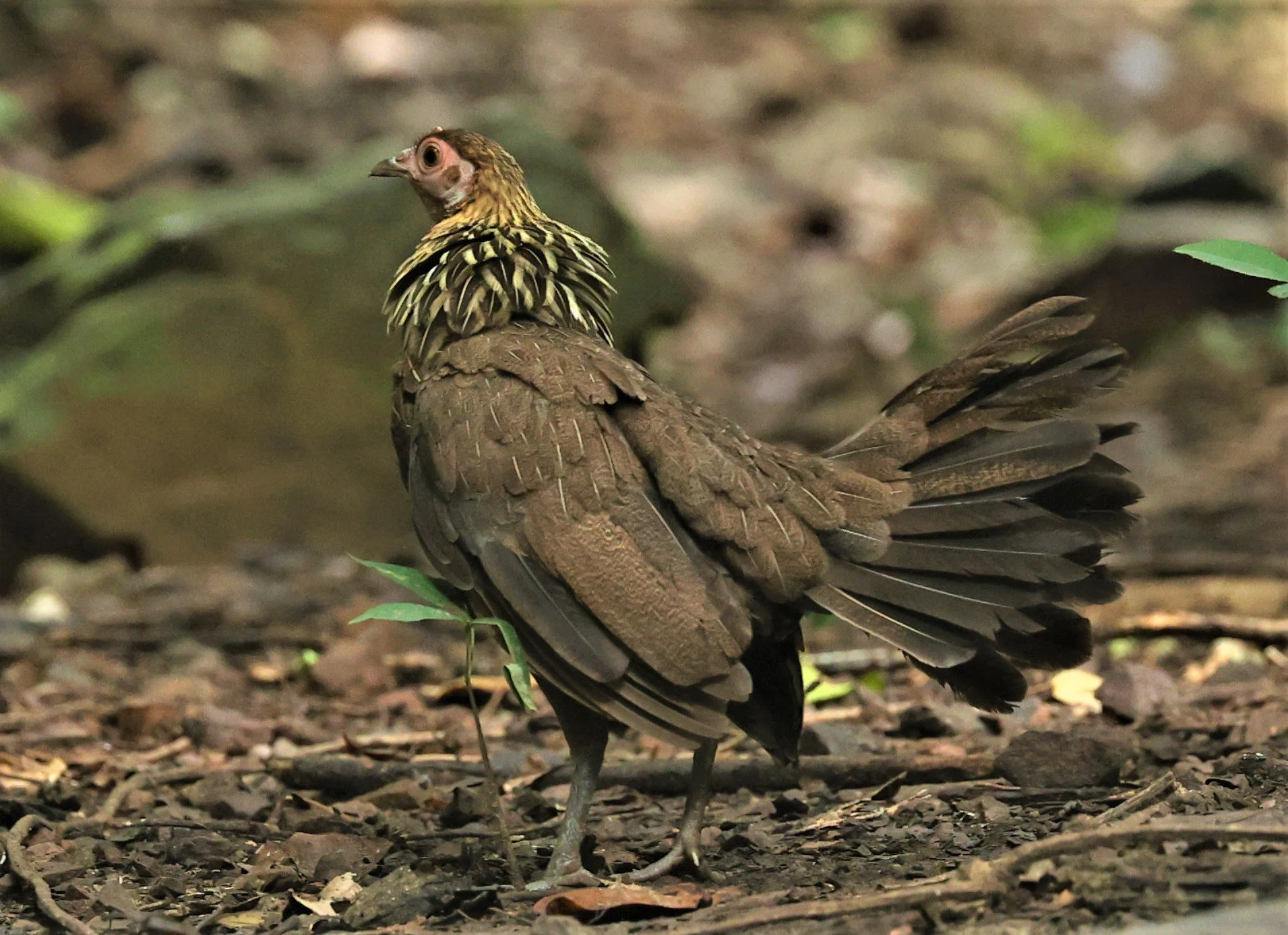 Genus Gallus, Jungle Fowl — Coke Smith Wildlife