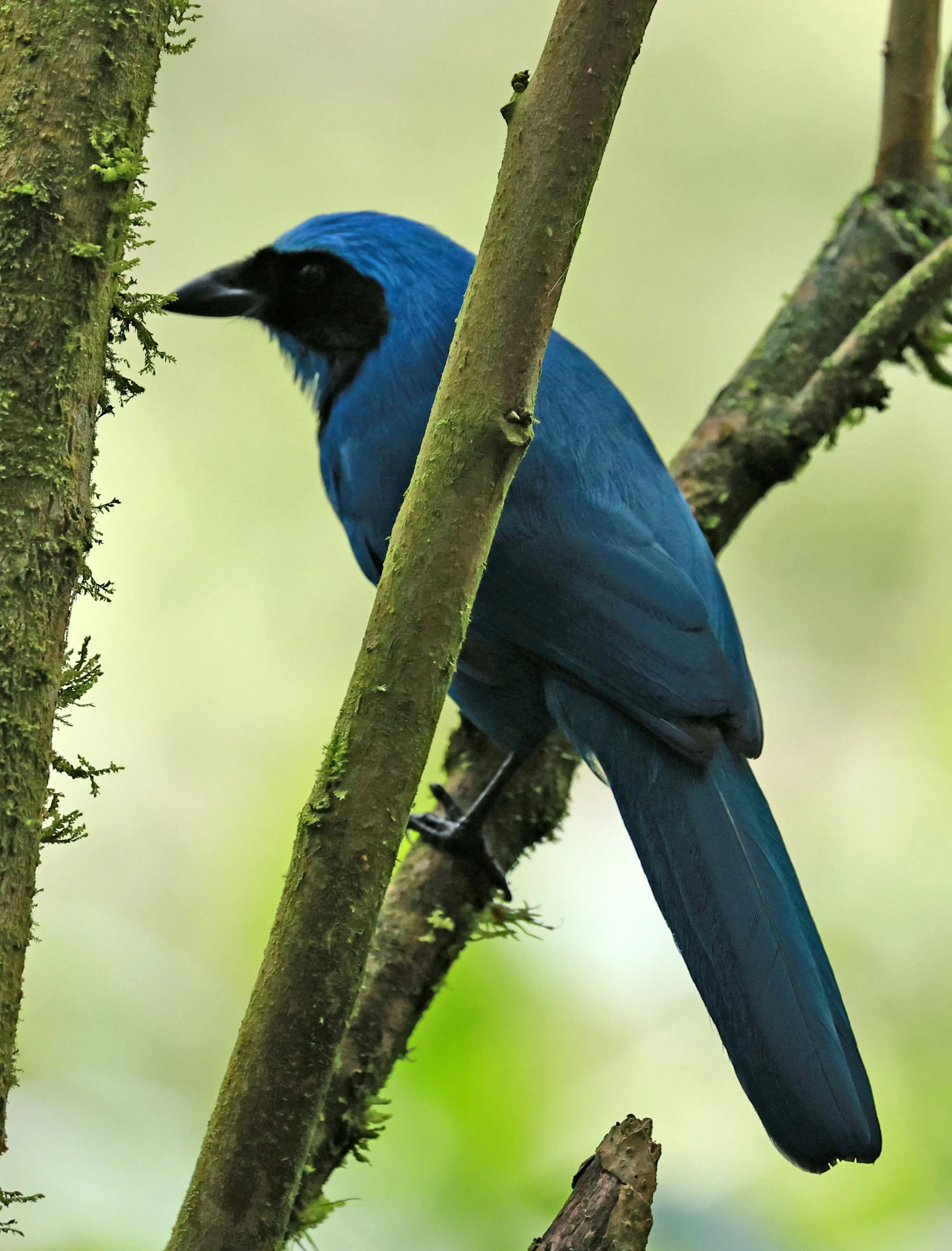 Turquoise Jay (Cyanolyca turcosa) Guango Lodge, Papallacta, Ecuador ...