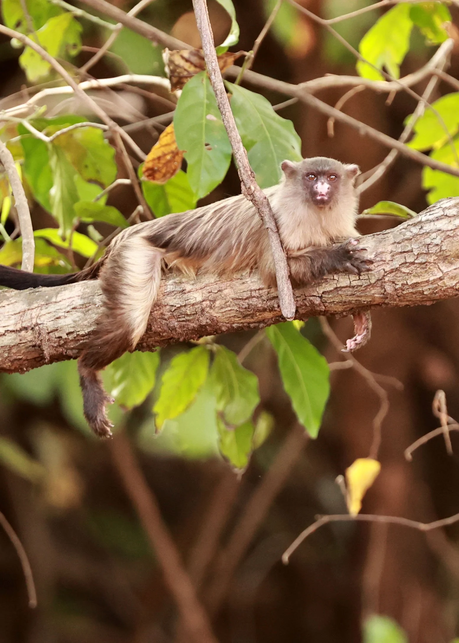 Black-tailed Marmoset (Mico melanurus) — Coke Smith Wildlife