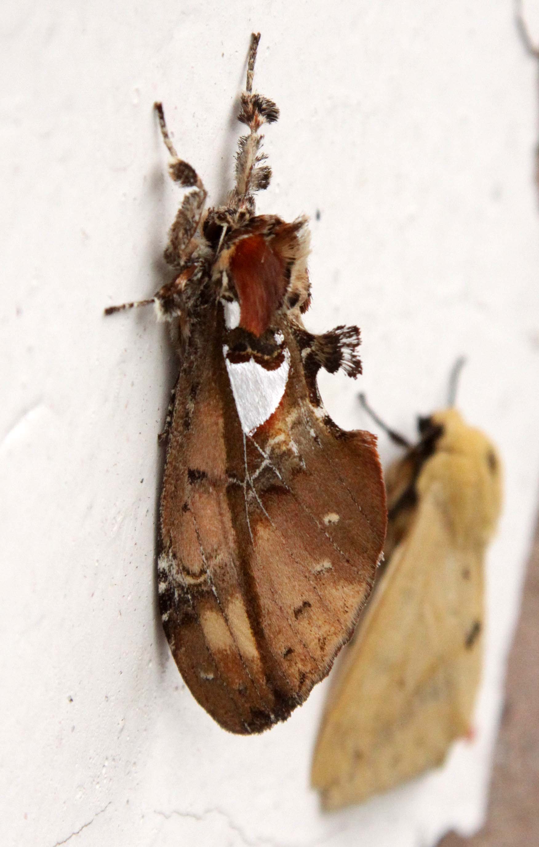Family Notodontidae - Prominent Moths — Coke Smith Wildlife